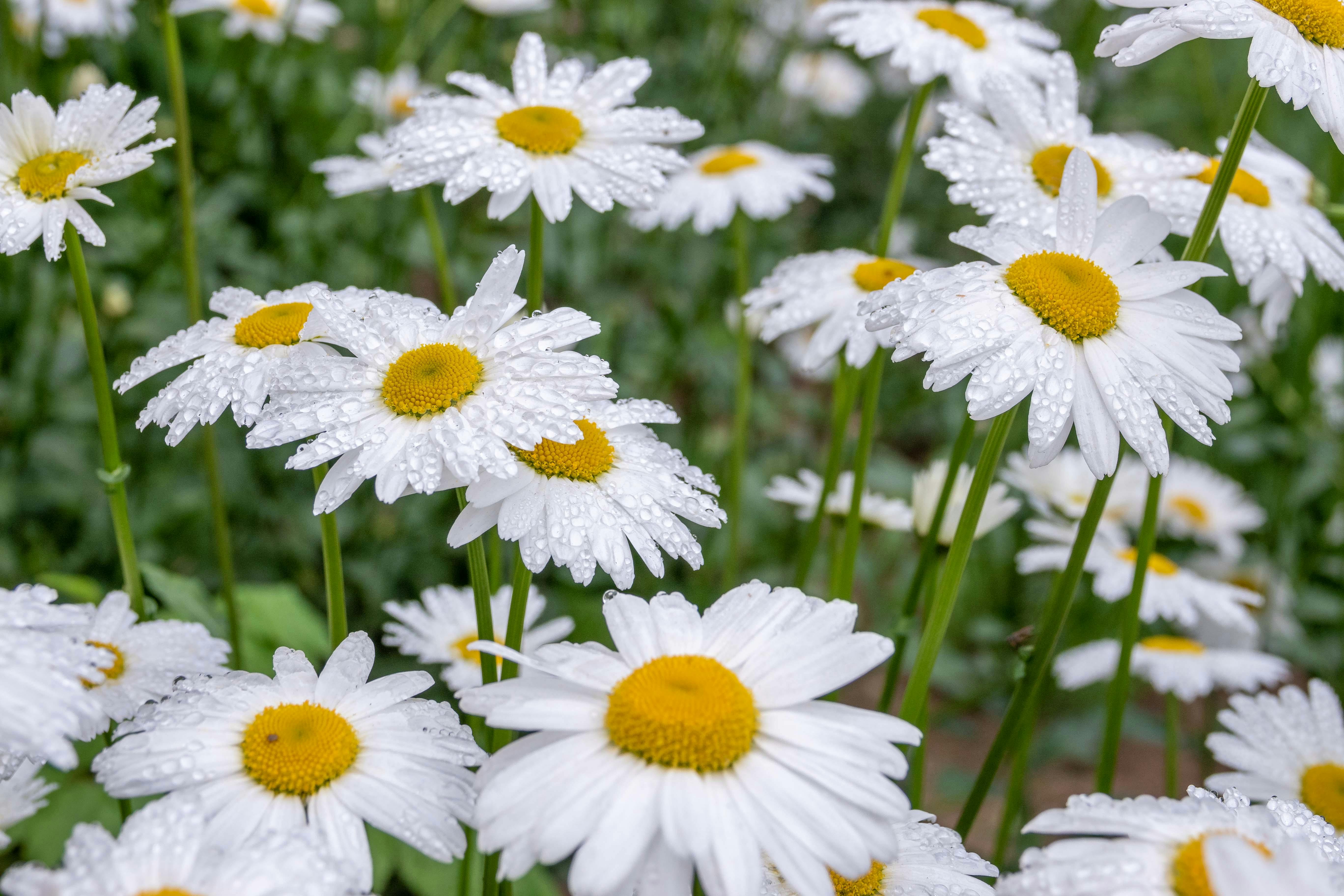 Daisies with dew on their petals · Free Stock Photo