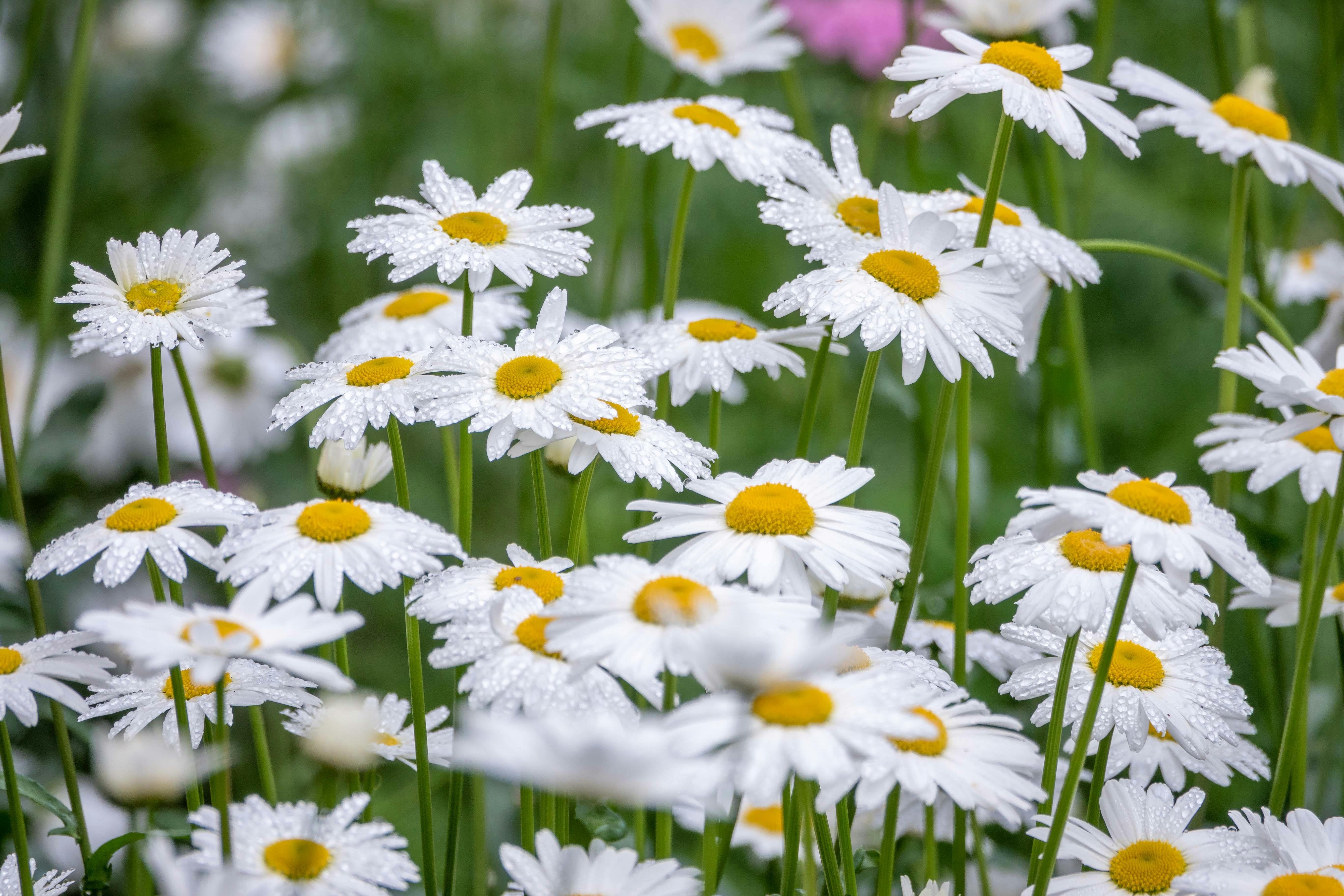 Red Flowers on Garden during Daytime · Free Stock Photo
