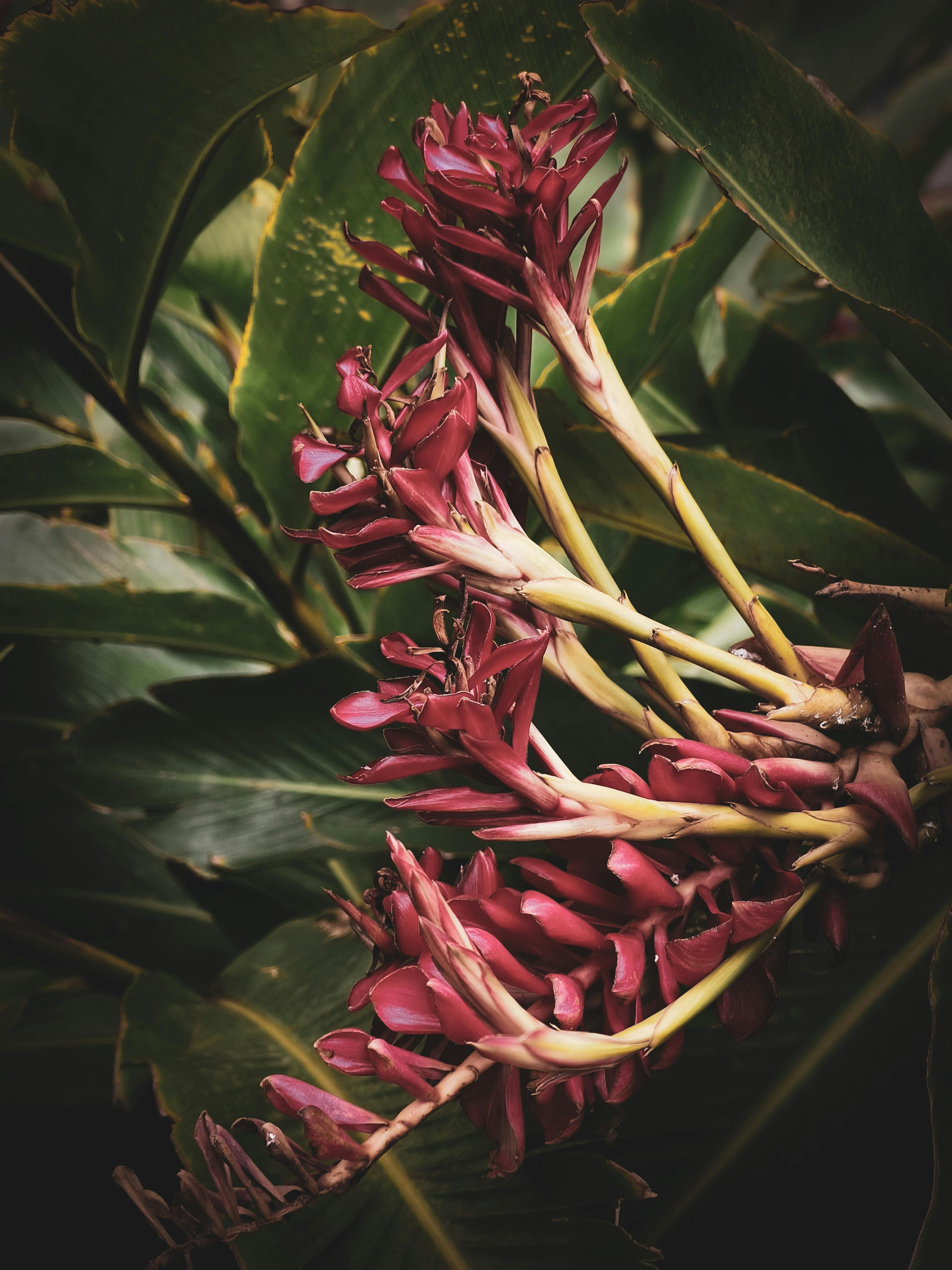 Foto de stock gratuita sobre al aire libre, alpinia purpurata, asia, belleza natural, botánico ...