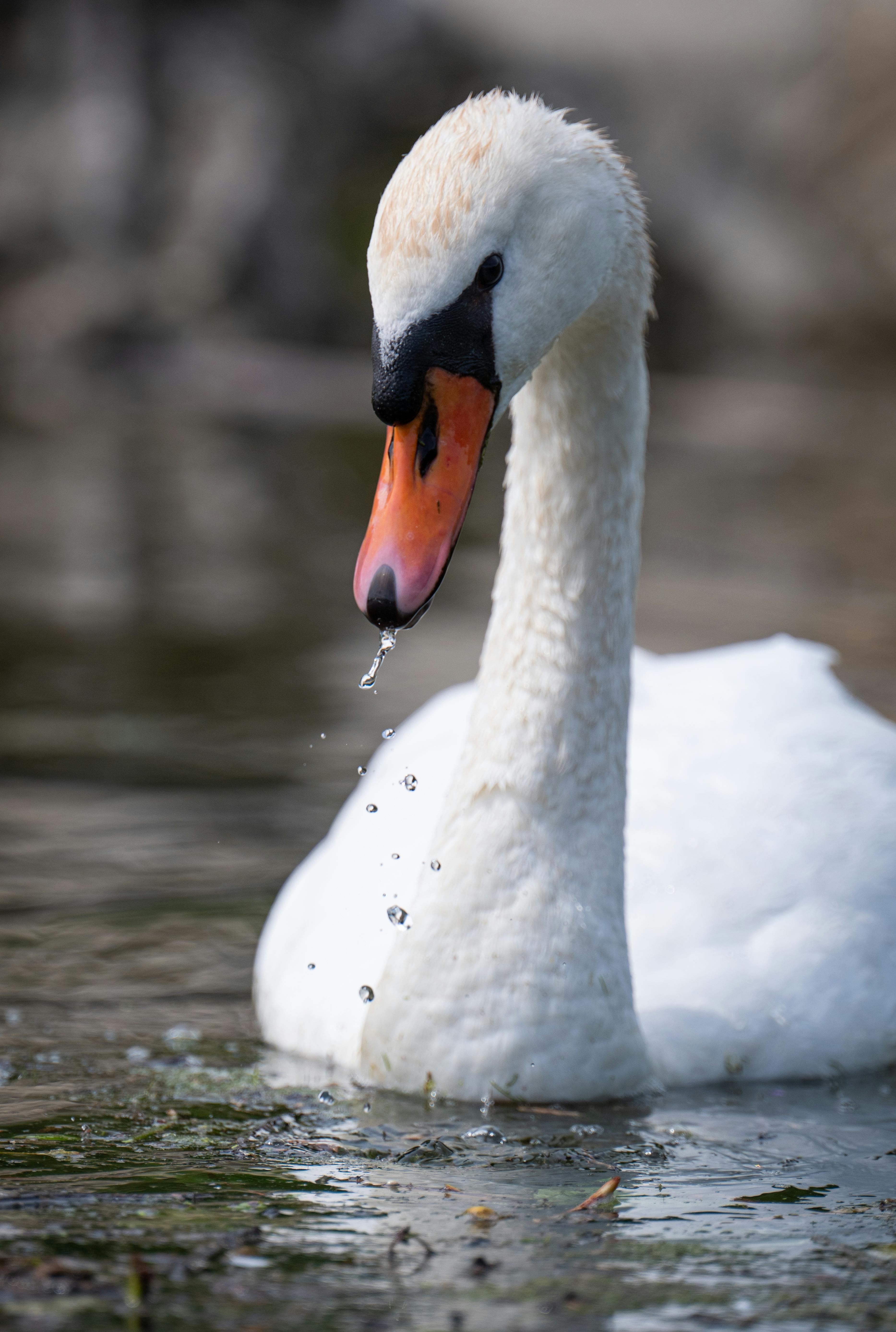Close-up Grayscale Photo of Swan · Free Stock Photo