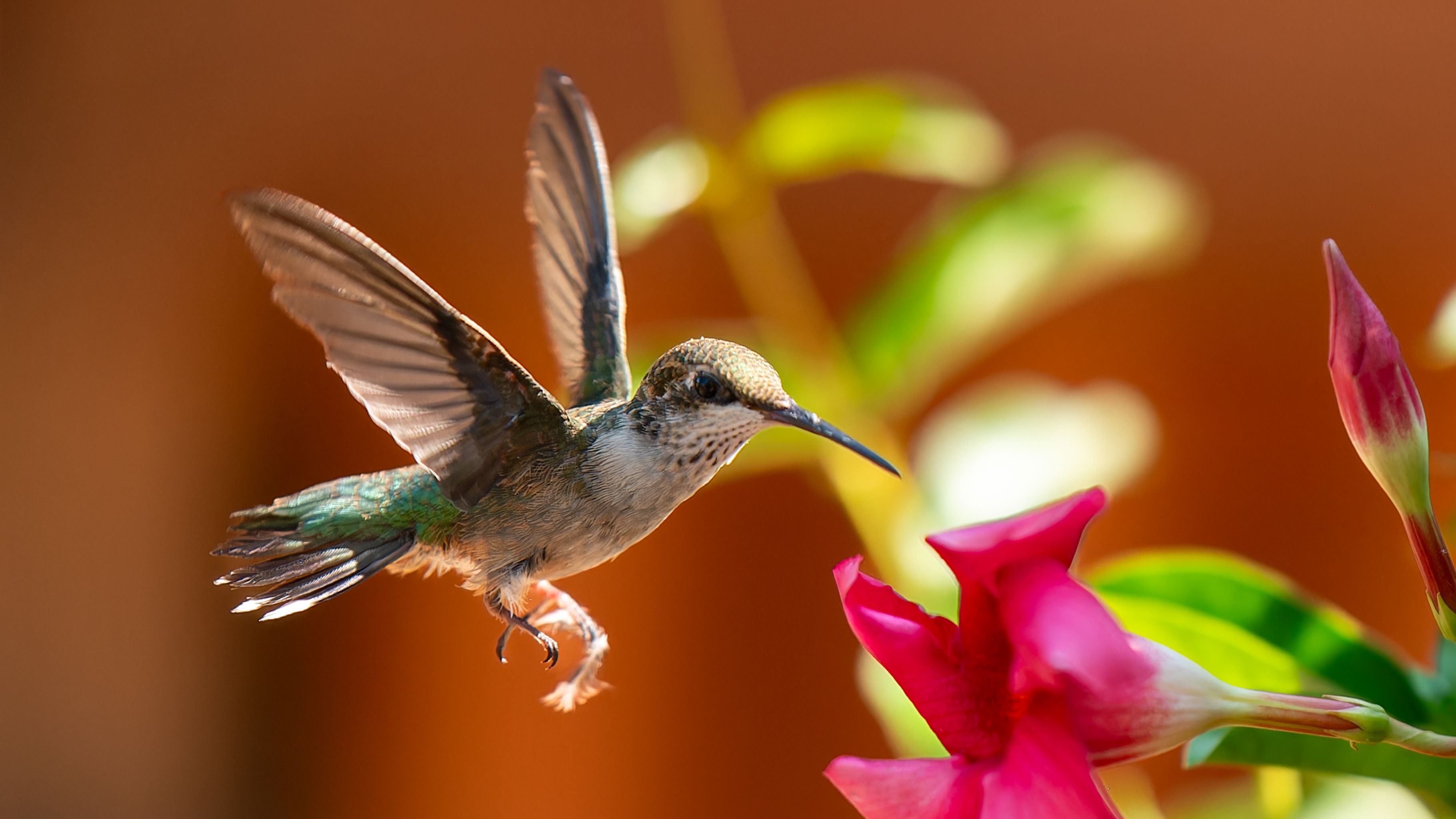 Close-up of a Flying Hummingbird · Free Stock Photo