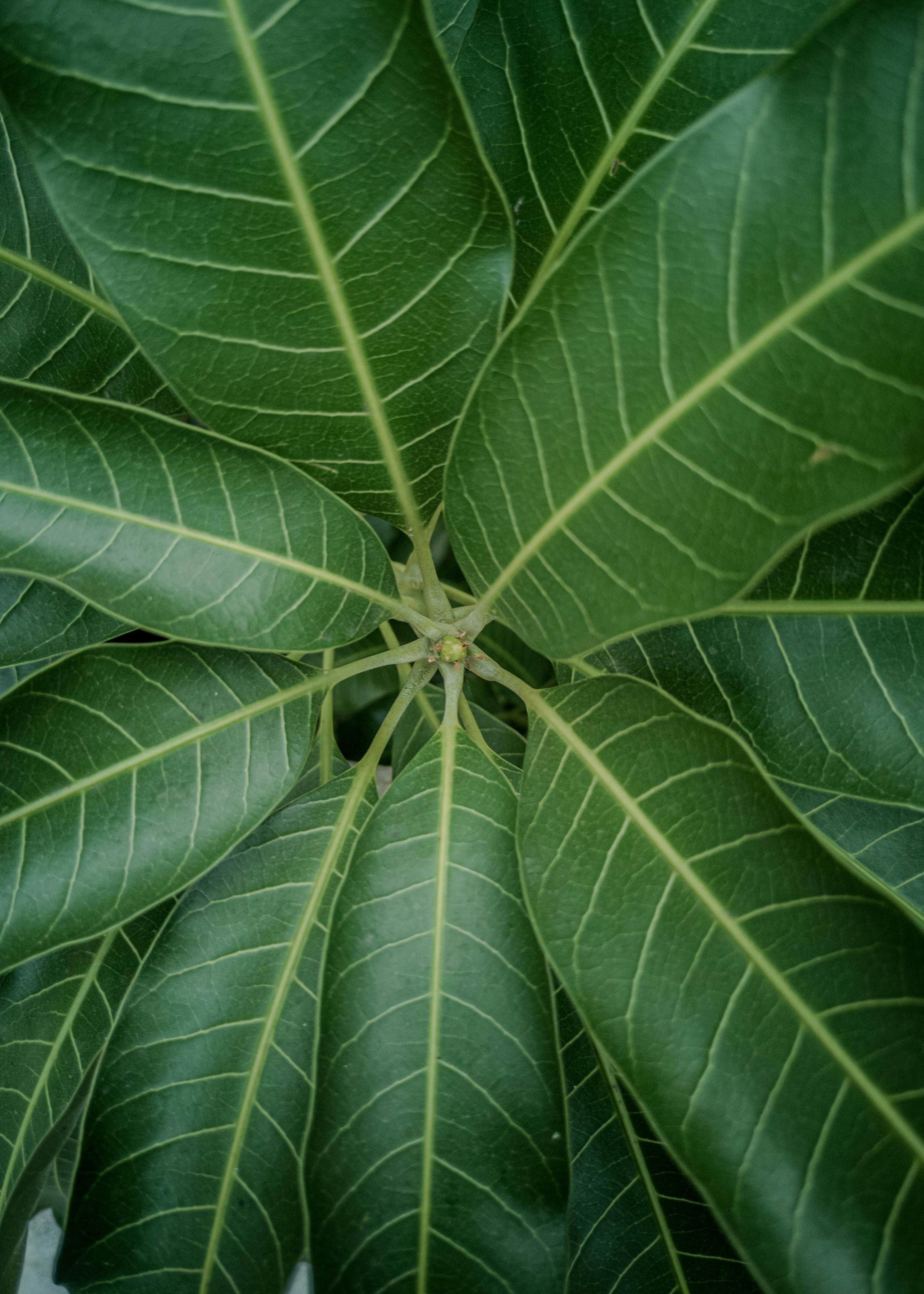 Mango Leaves · Free Stock Photo