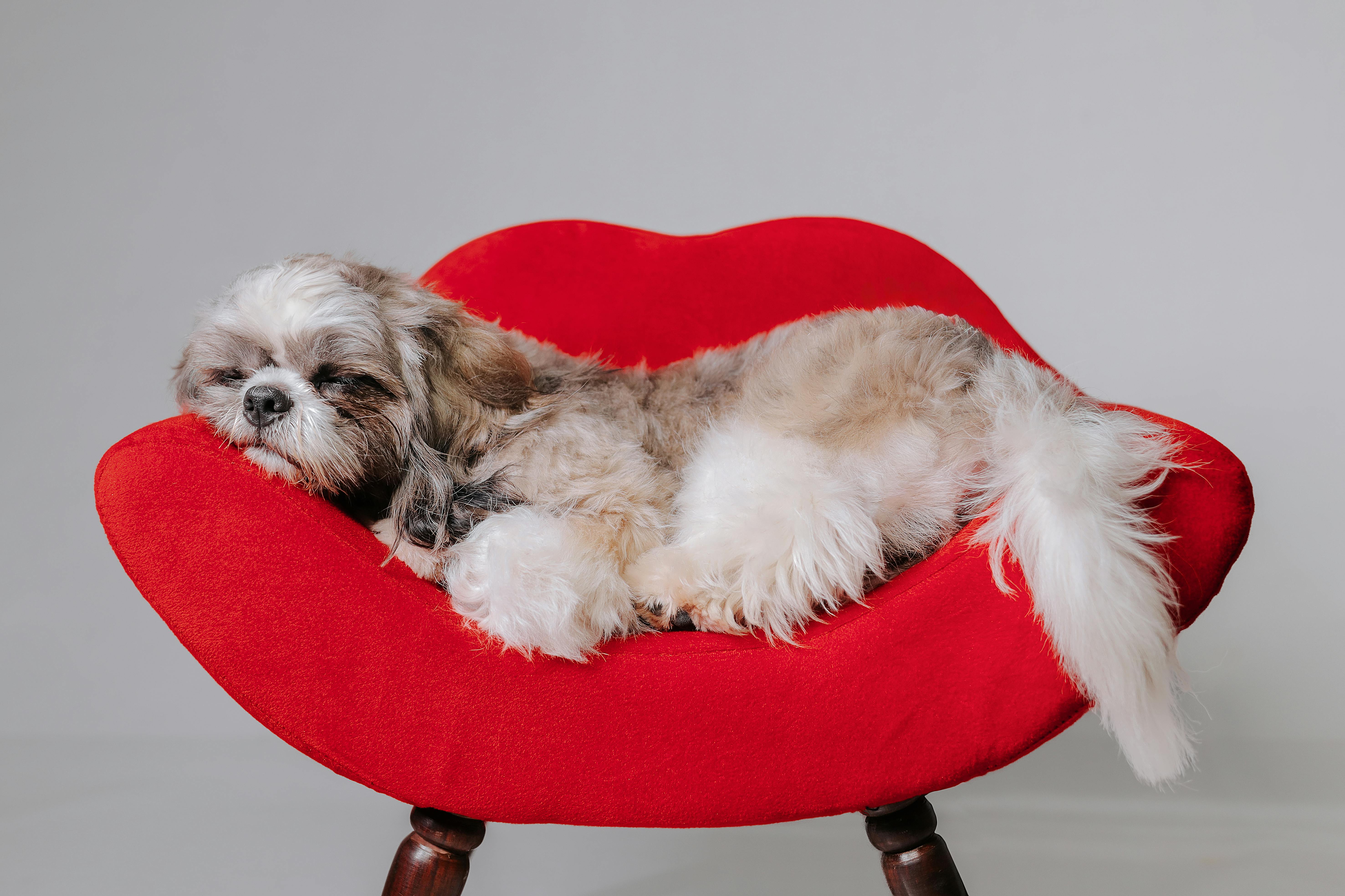 A small dog is sleeping on a red chair · Free Stock Photo