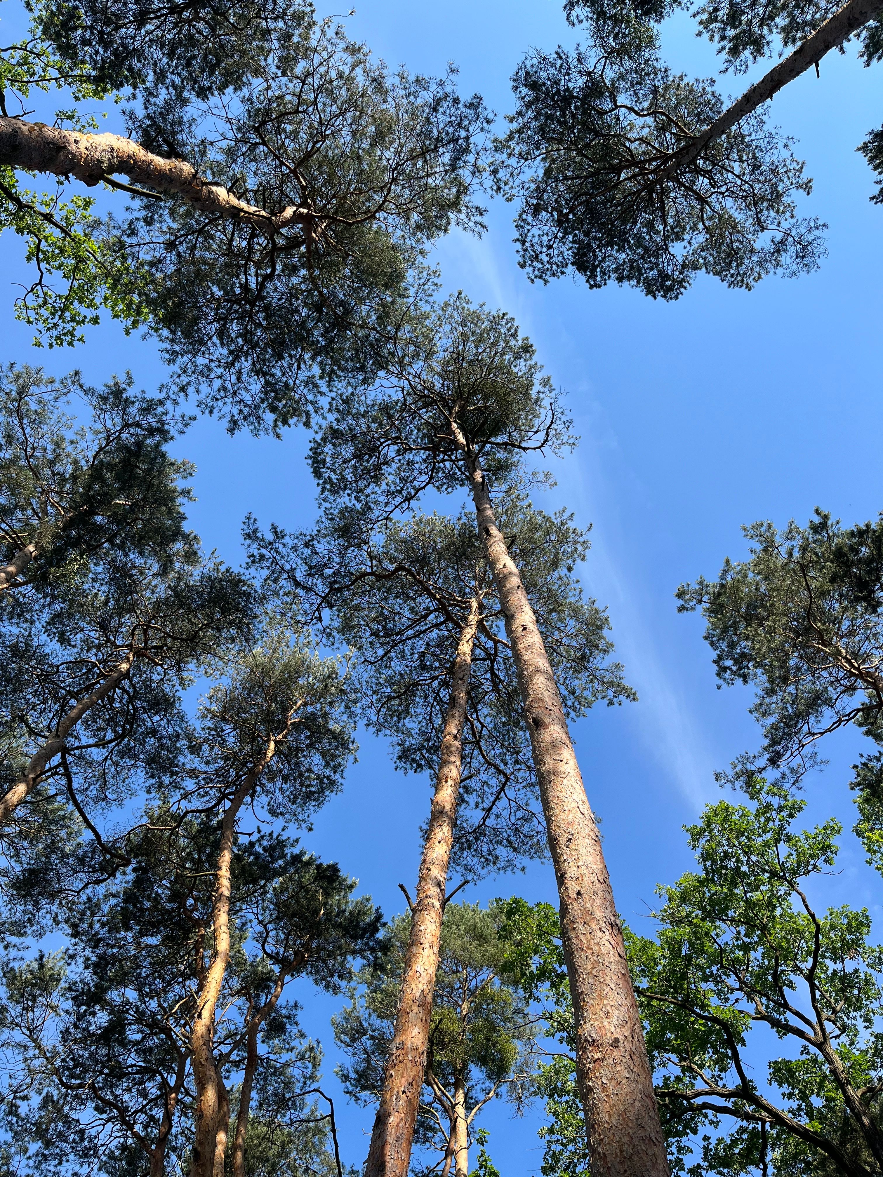 Tall Trees in Forest · Free Stock Photo