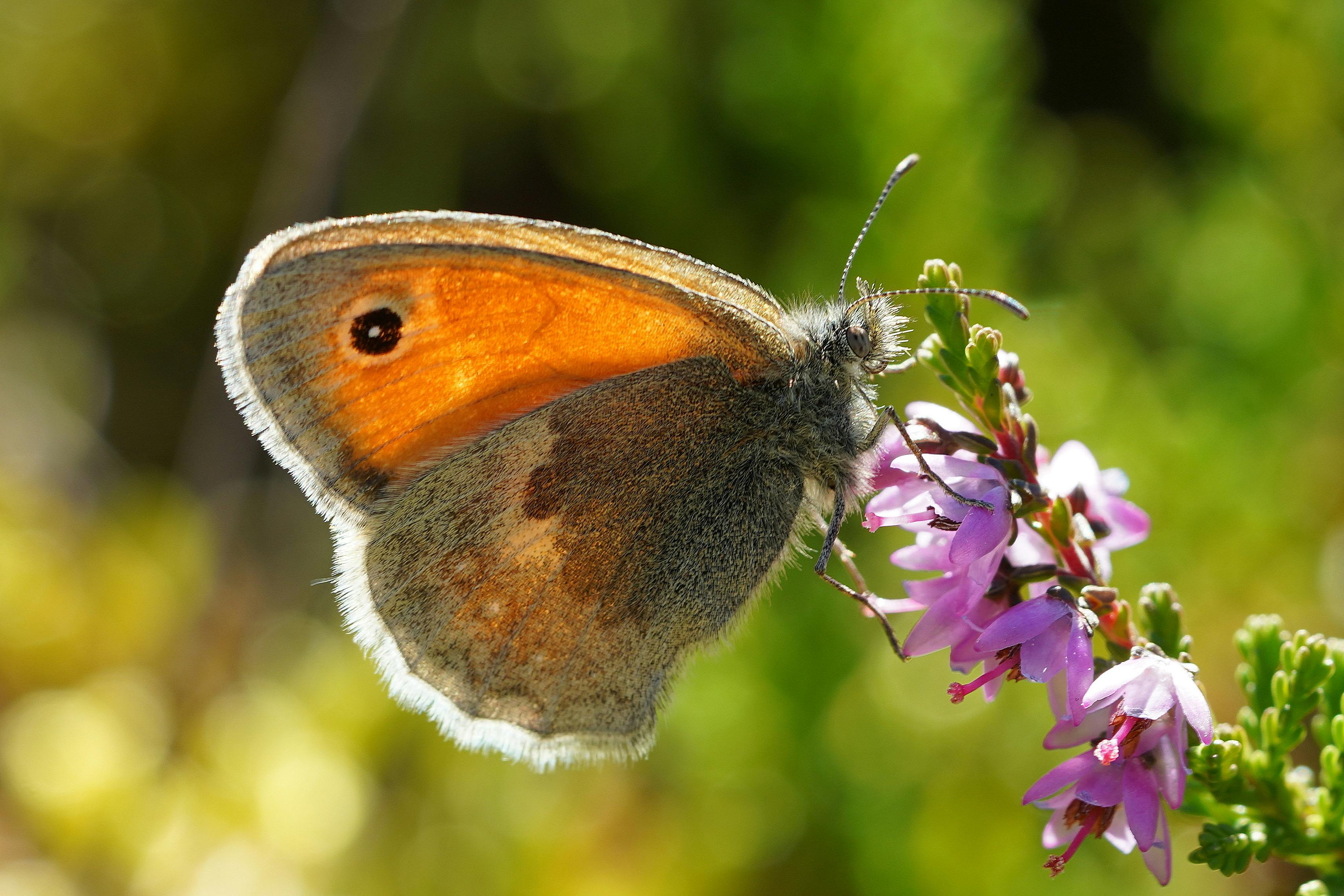 Butterflys Photos, Download The BEST Free Butterflys Stock Photos & HD ...