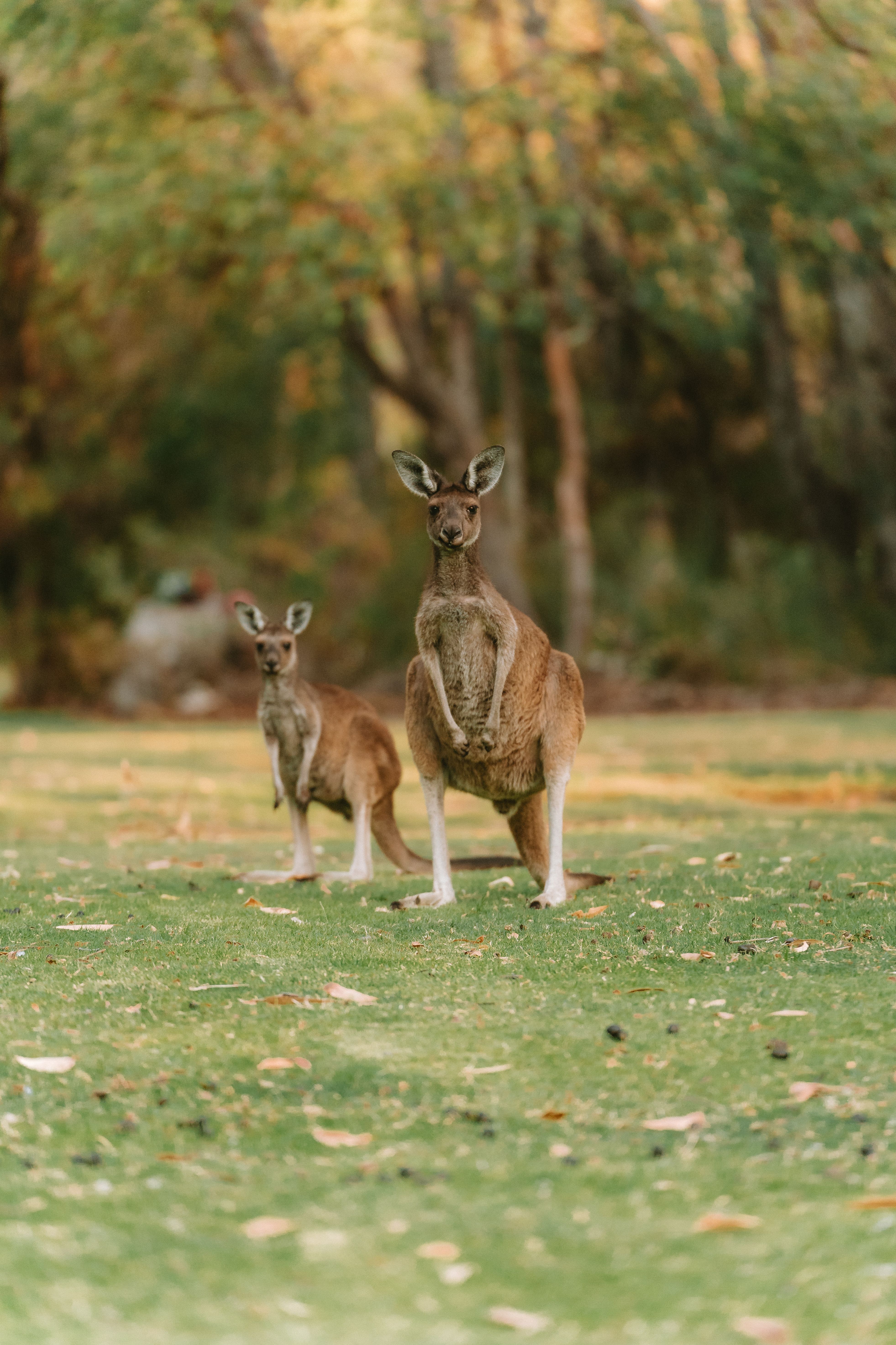 Two kangaroos standing in the grass near a tree · Free Stock Photo