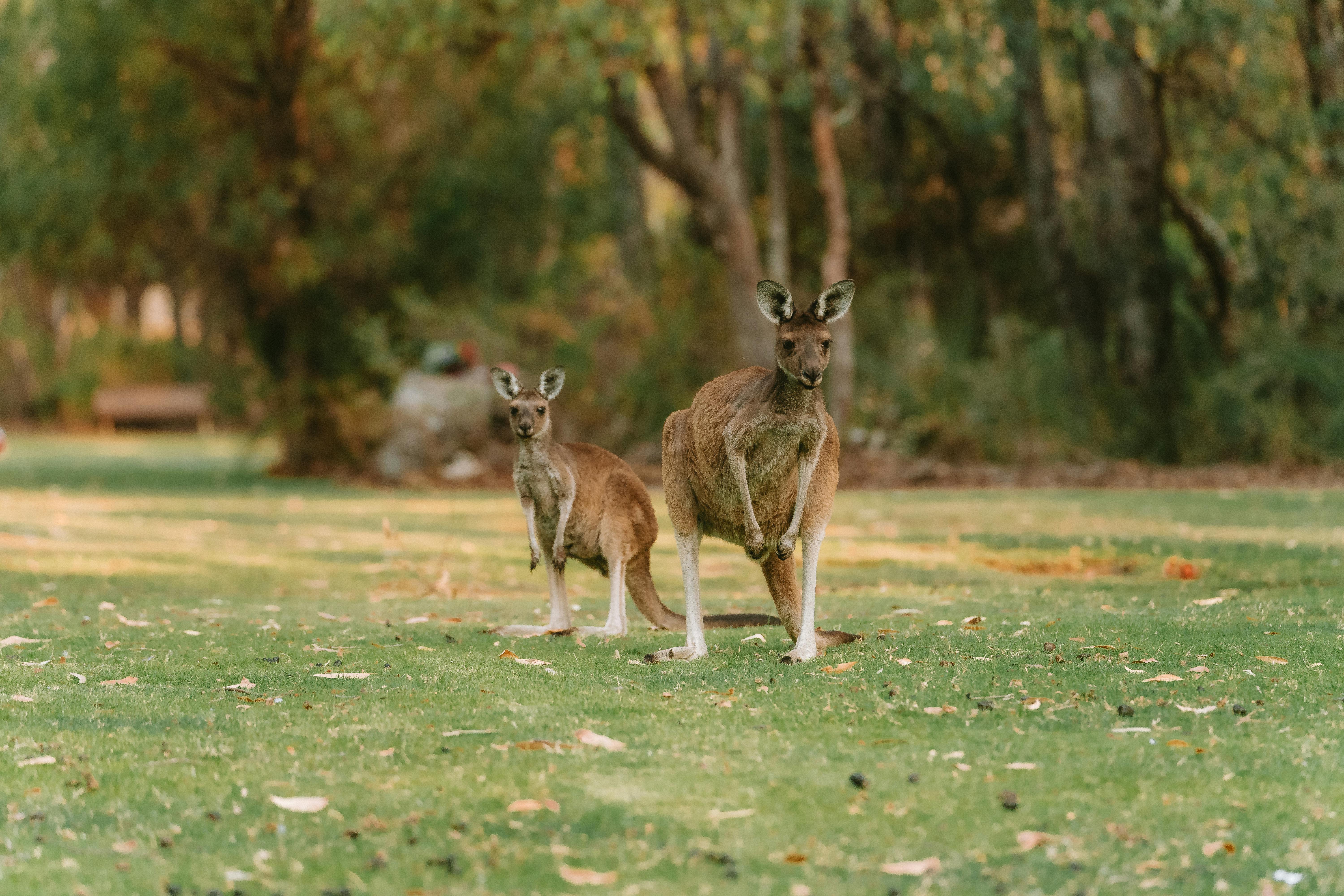 Two Kangaroos on a Lawn · Free Stock Photo