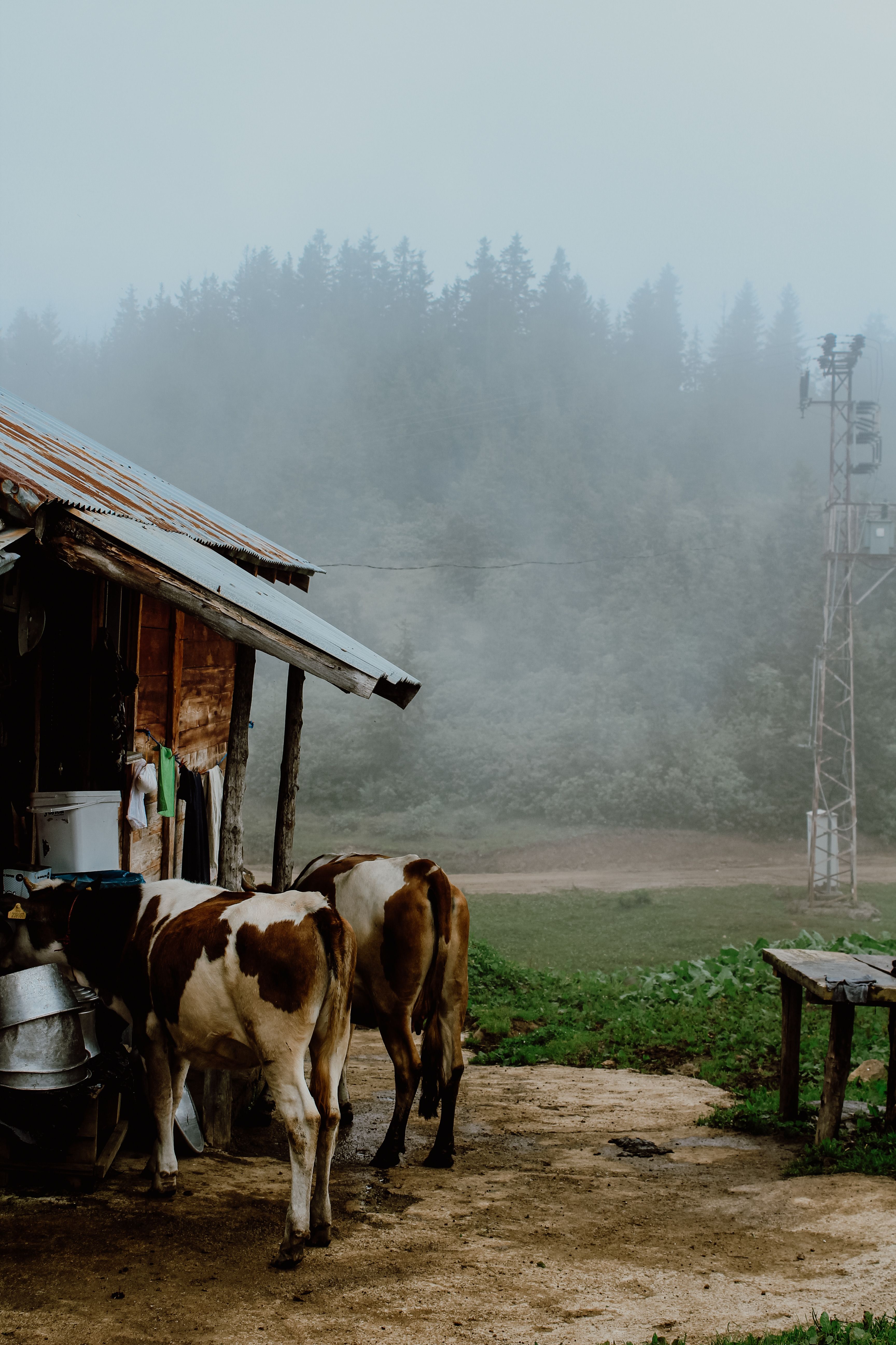 Two Cows Next to a Barn · Free Stock Photo