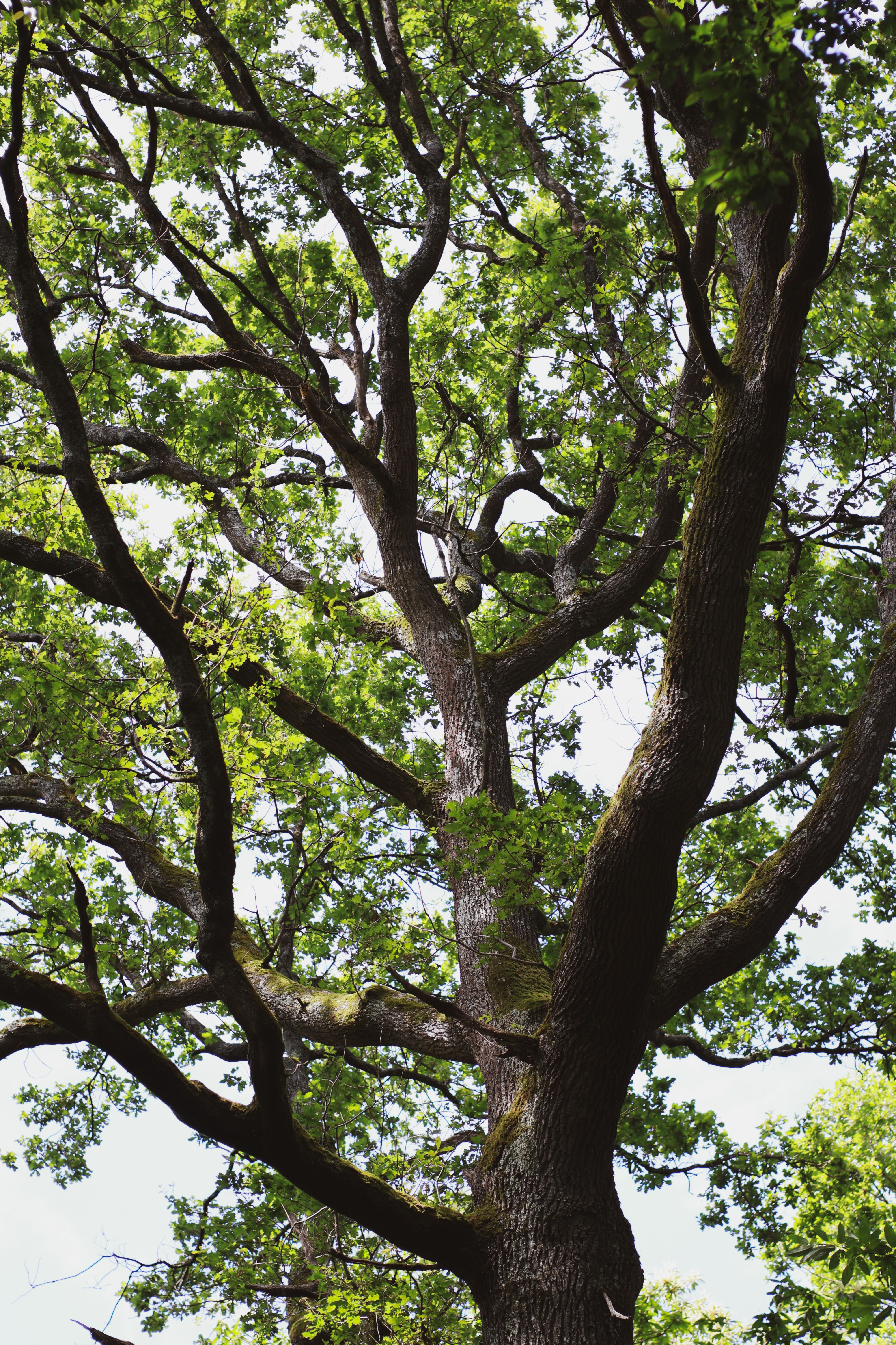 A large tree with many leaves and branches · Free Stock Photo