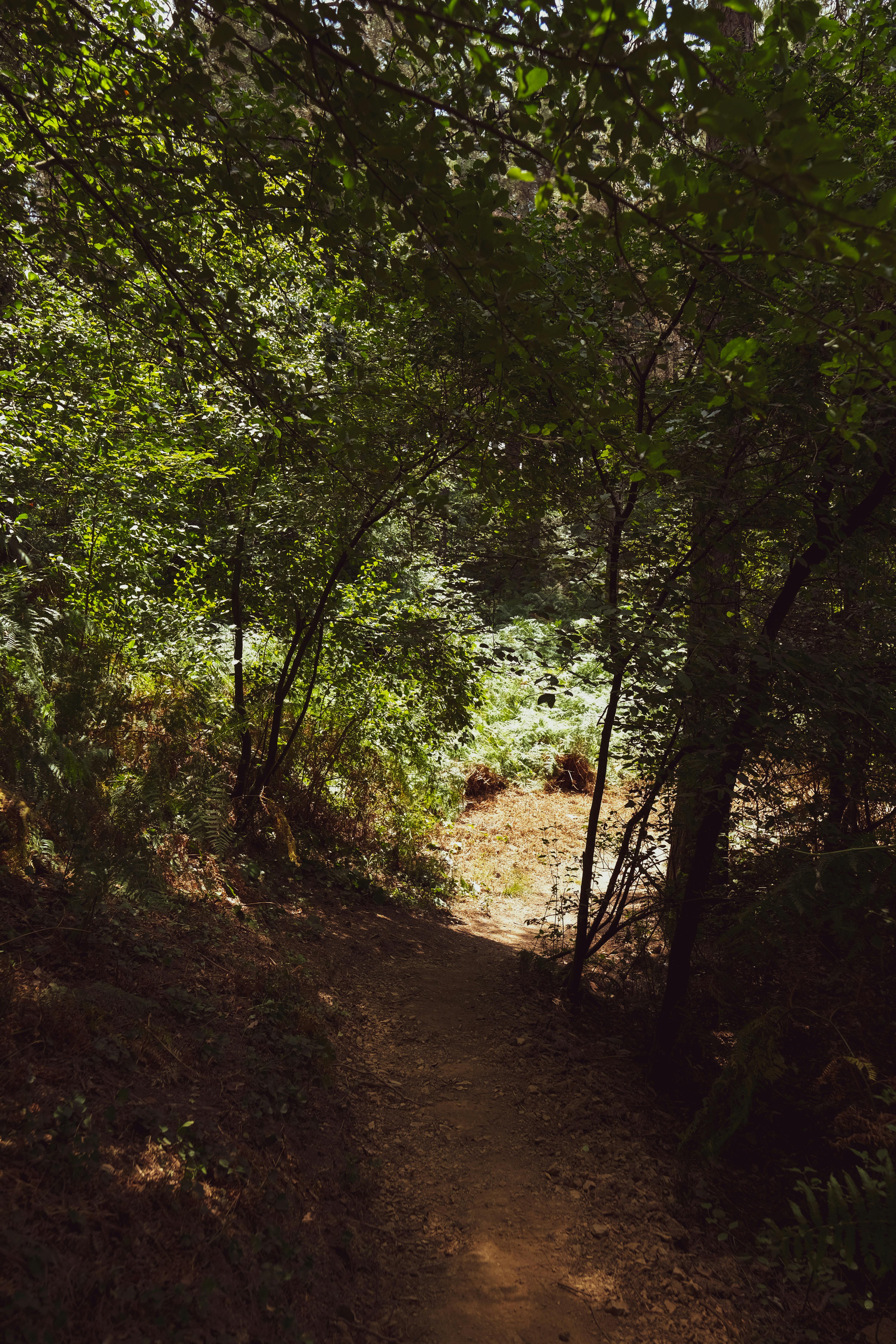 Imagine de stoc gratuită cu @în aer liber, arbori, arbuști, armonios ...