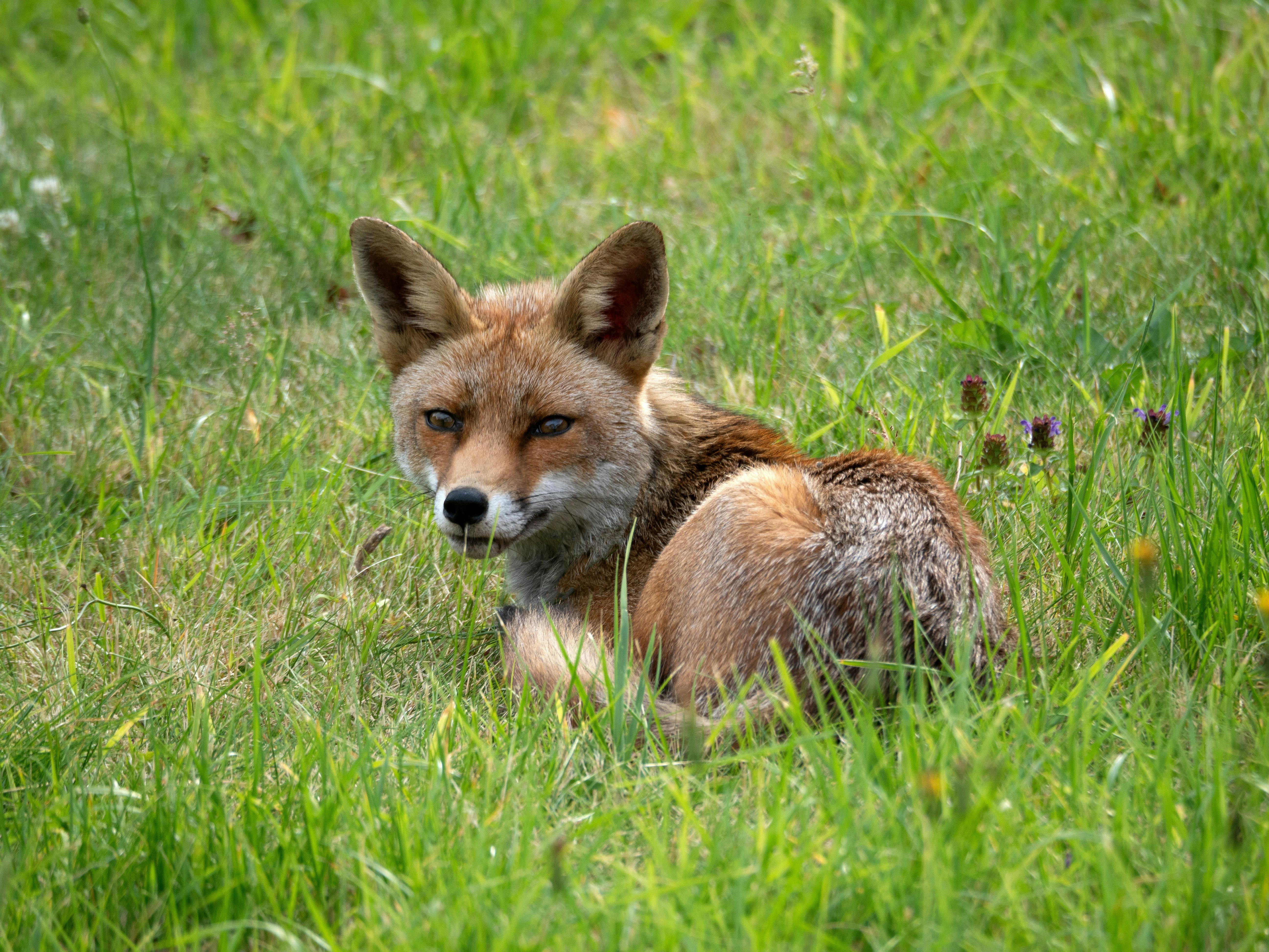 Foto stok gratis tentang alam, anjing, awas, beristirahat, bidang ...