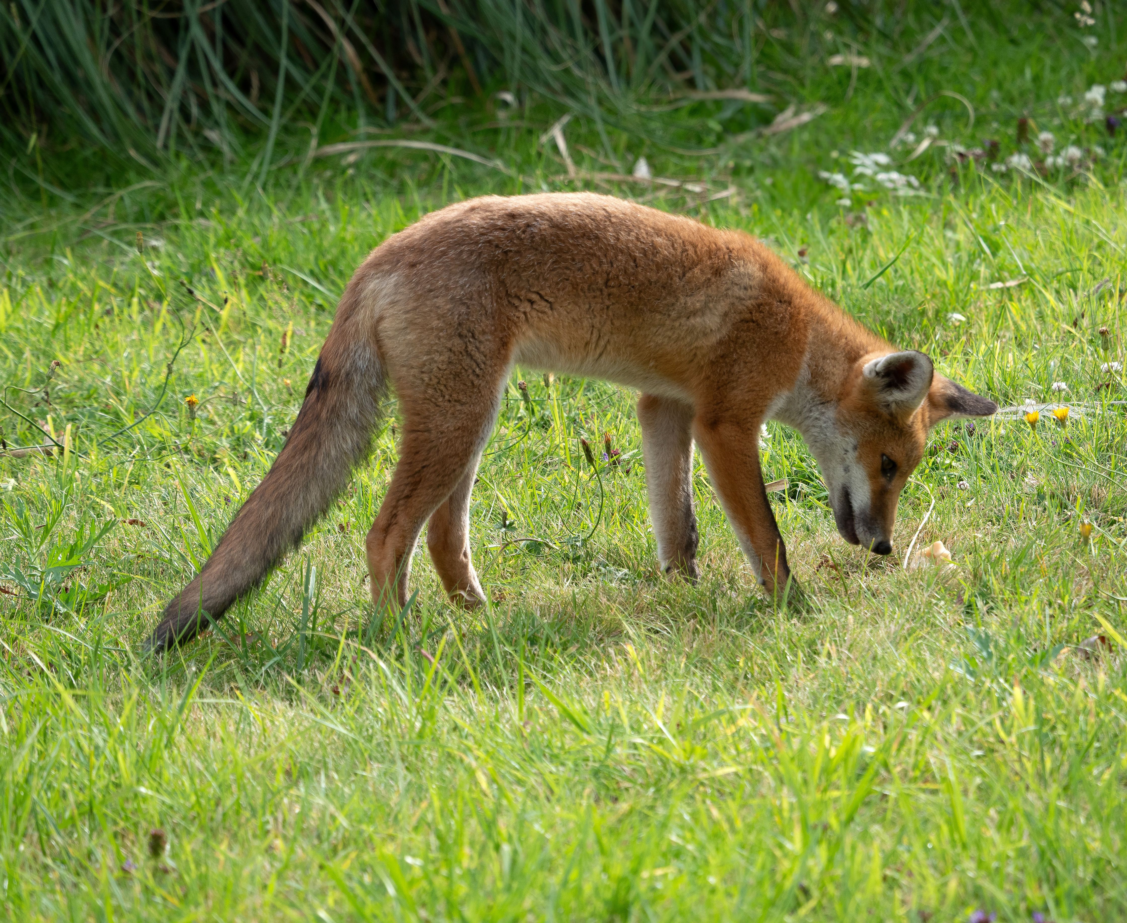 Fox on Grass · Free Stock Photo
