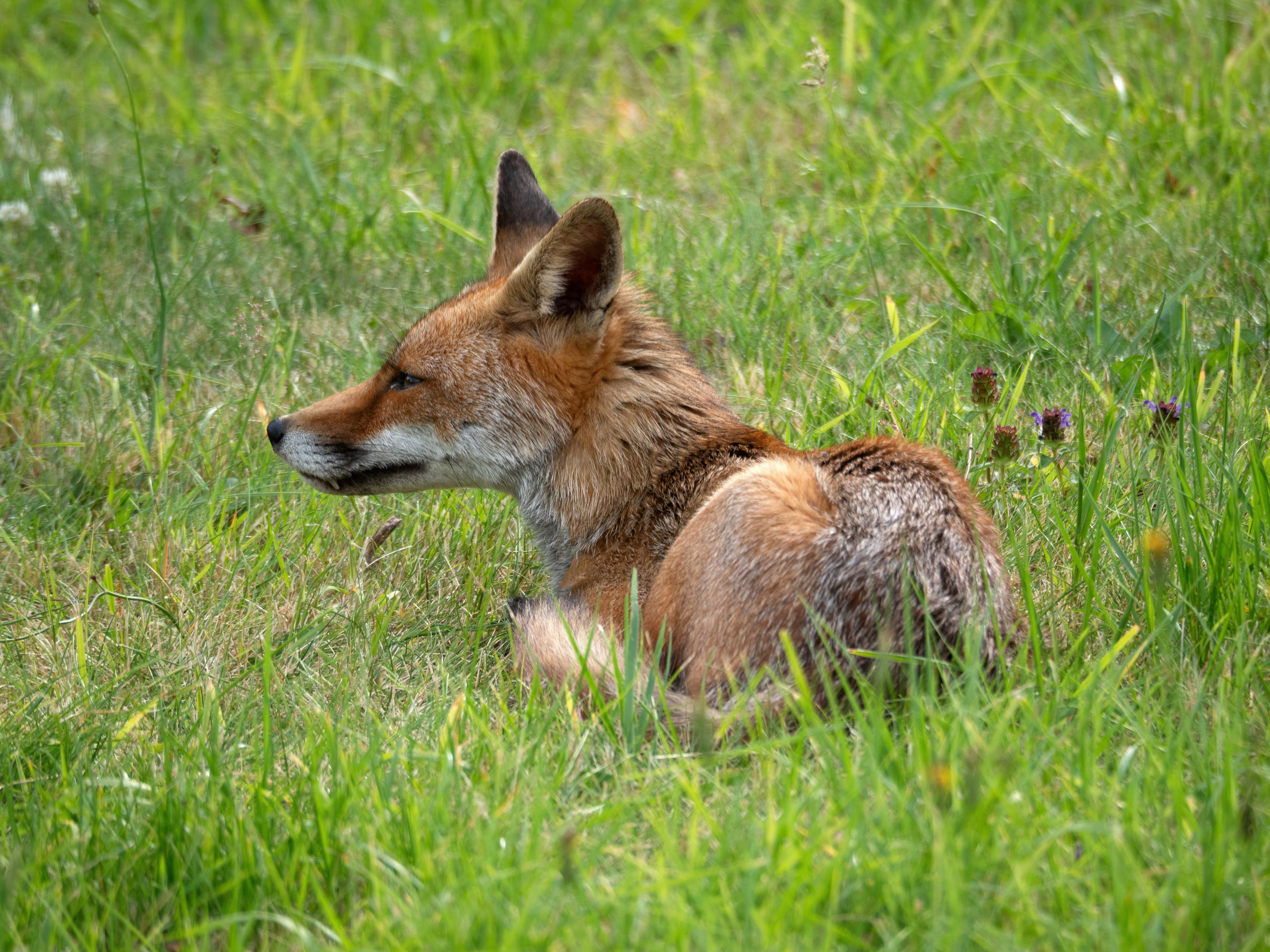 Back View of a Jackal on Grass · Free Stock Photo