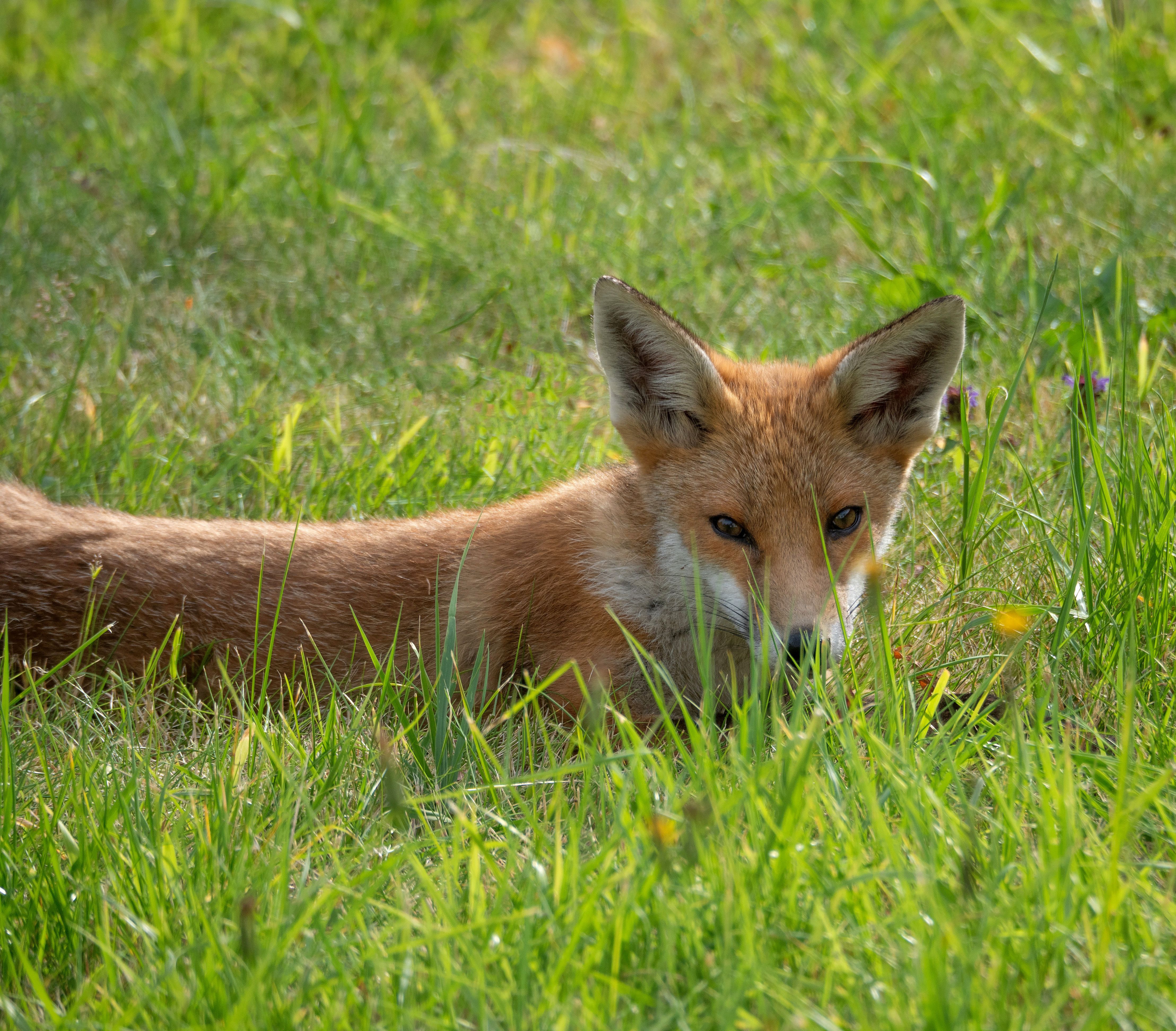 Fox in Grass · Free Stock Photo