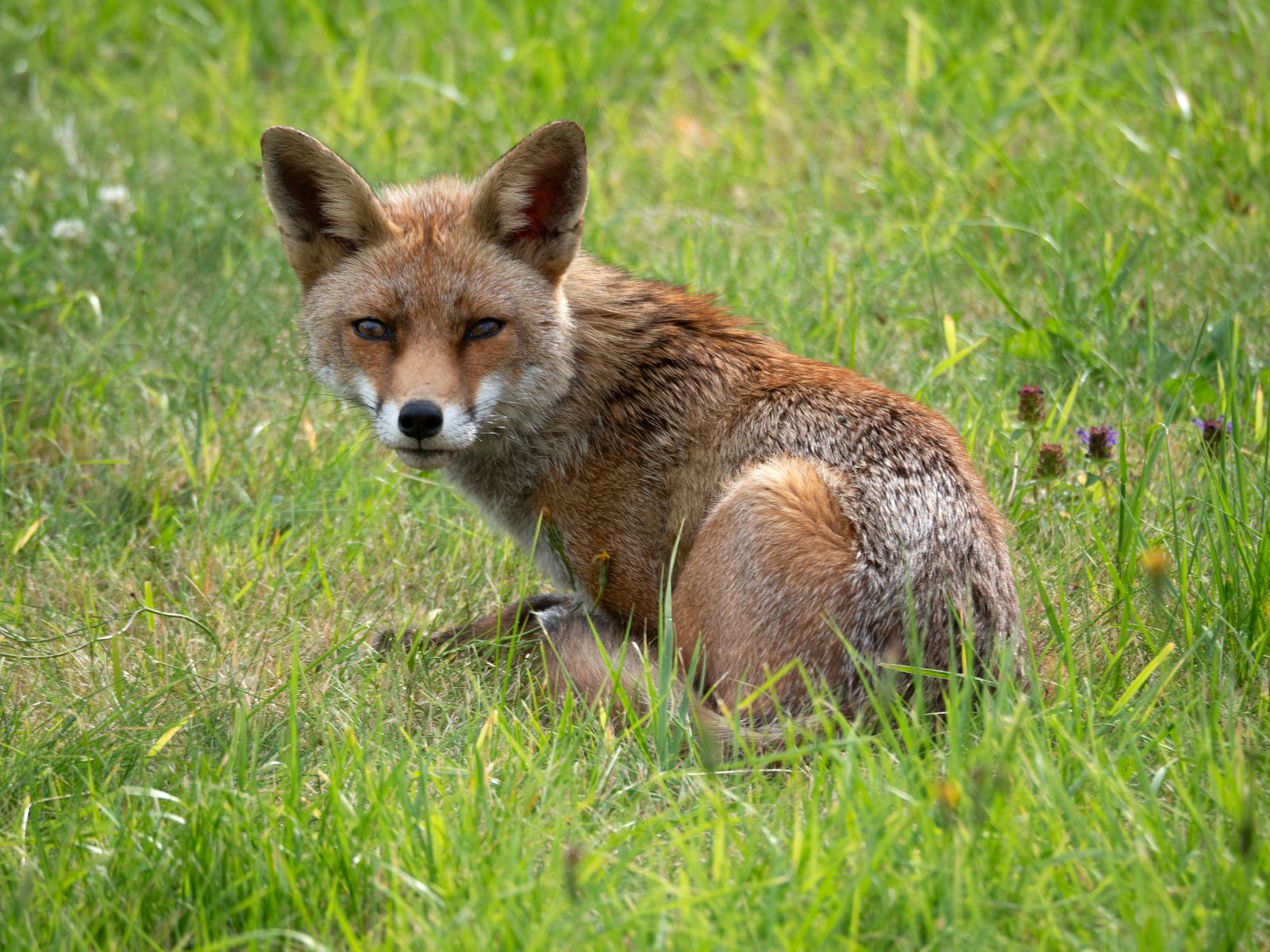 Cute Fox Photos, Download The BEST Free Cute Fox Stock Photos & HD Images