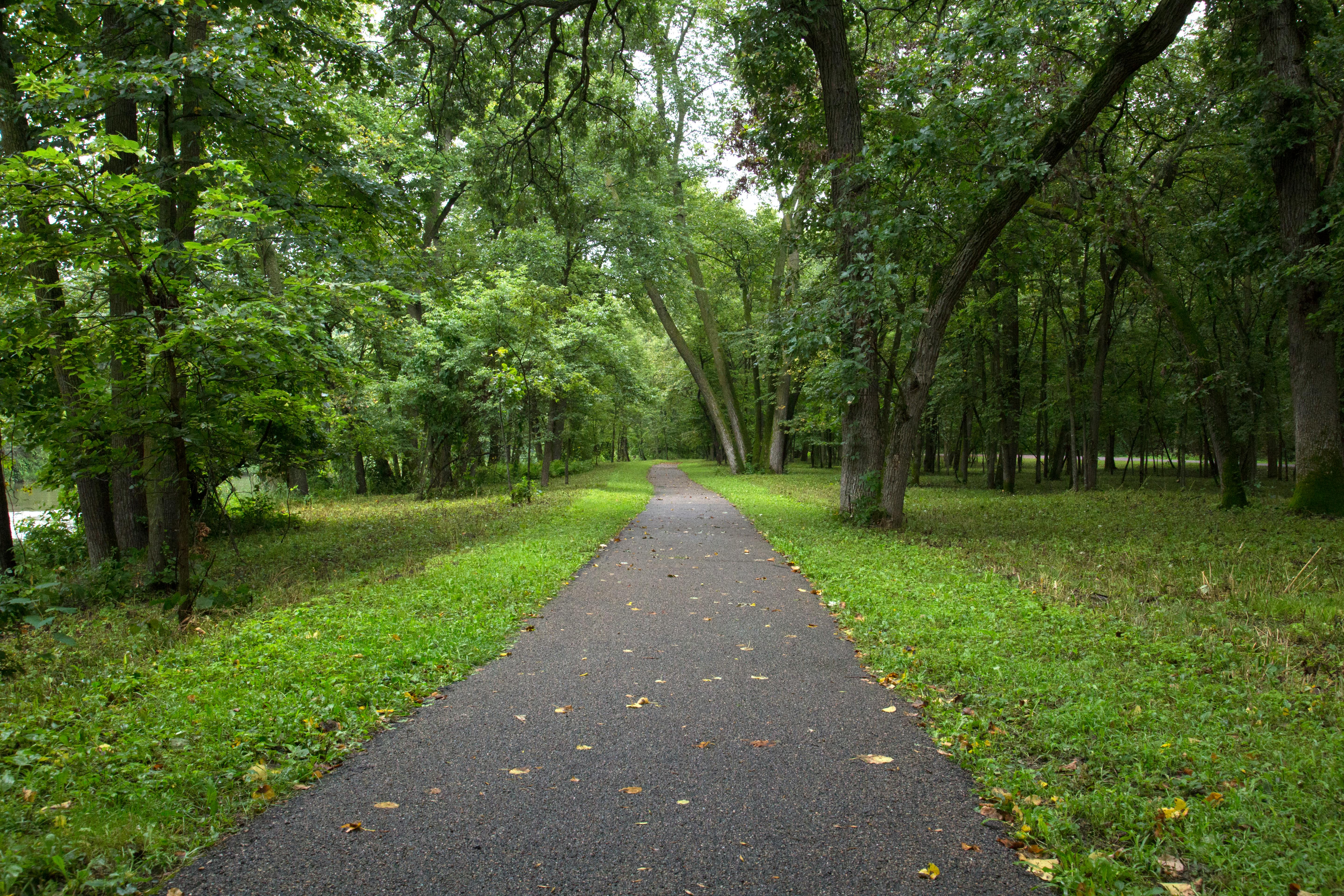 Gray Concrete Road Between Trees · Free Stock Photo