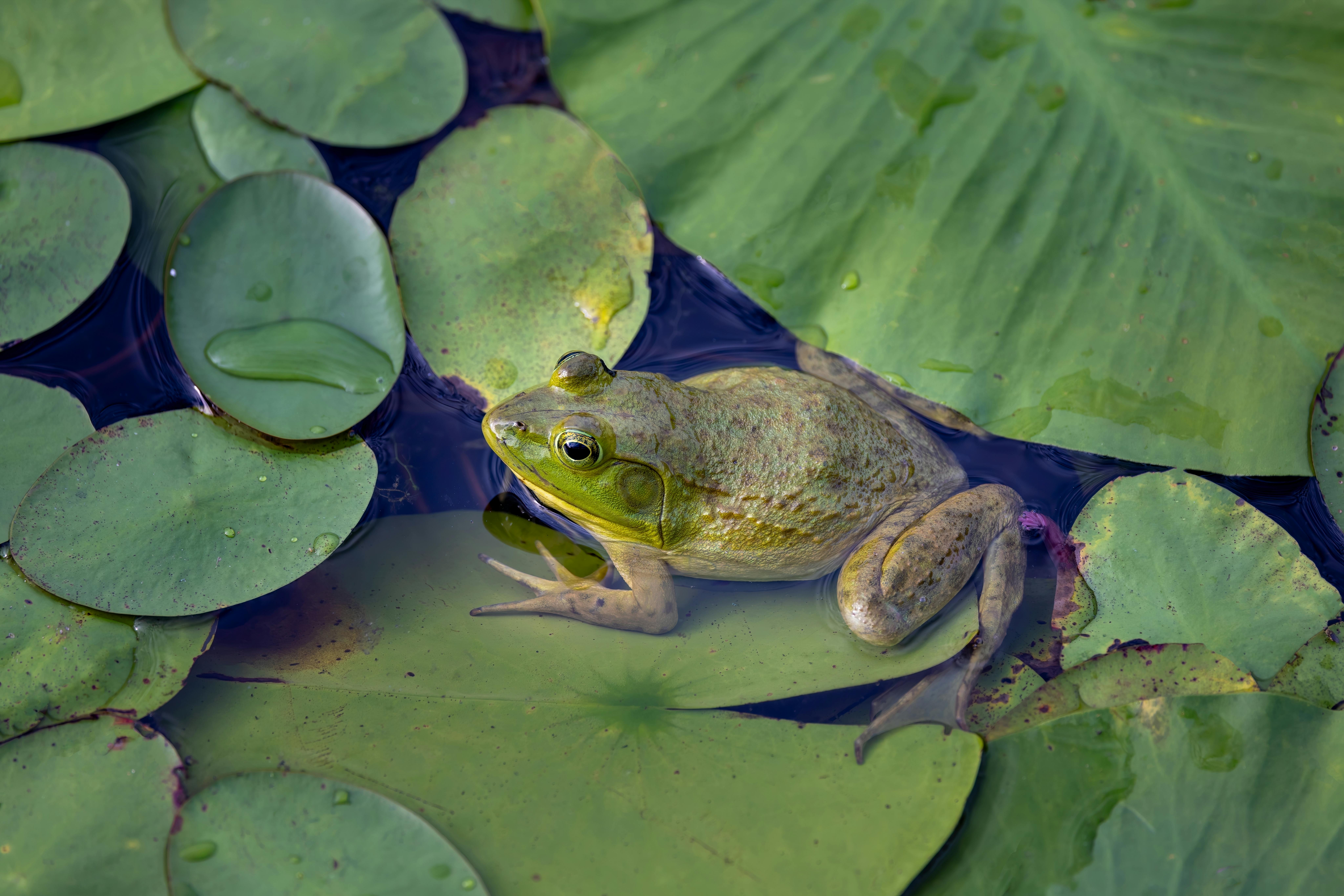 Frog on Leaves on Water · Free Stock Photo