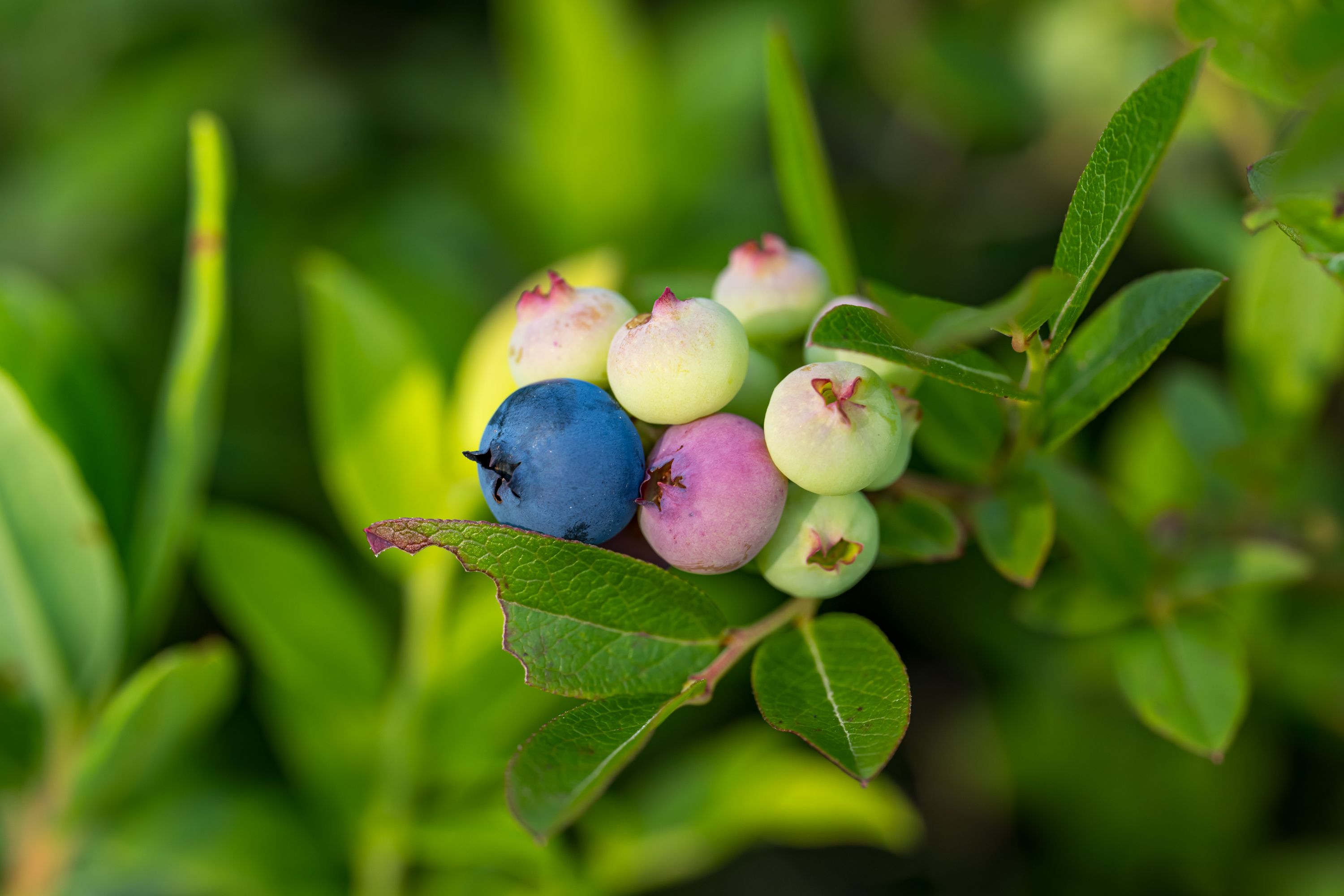 Close-up of Unripe Blueberries Growing on a Leafy Twig · Free Stock Photo