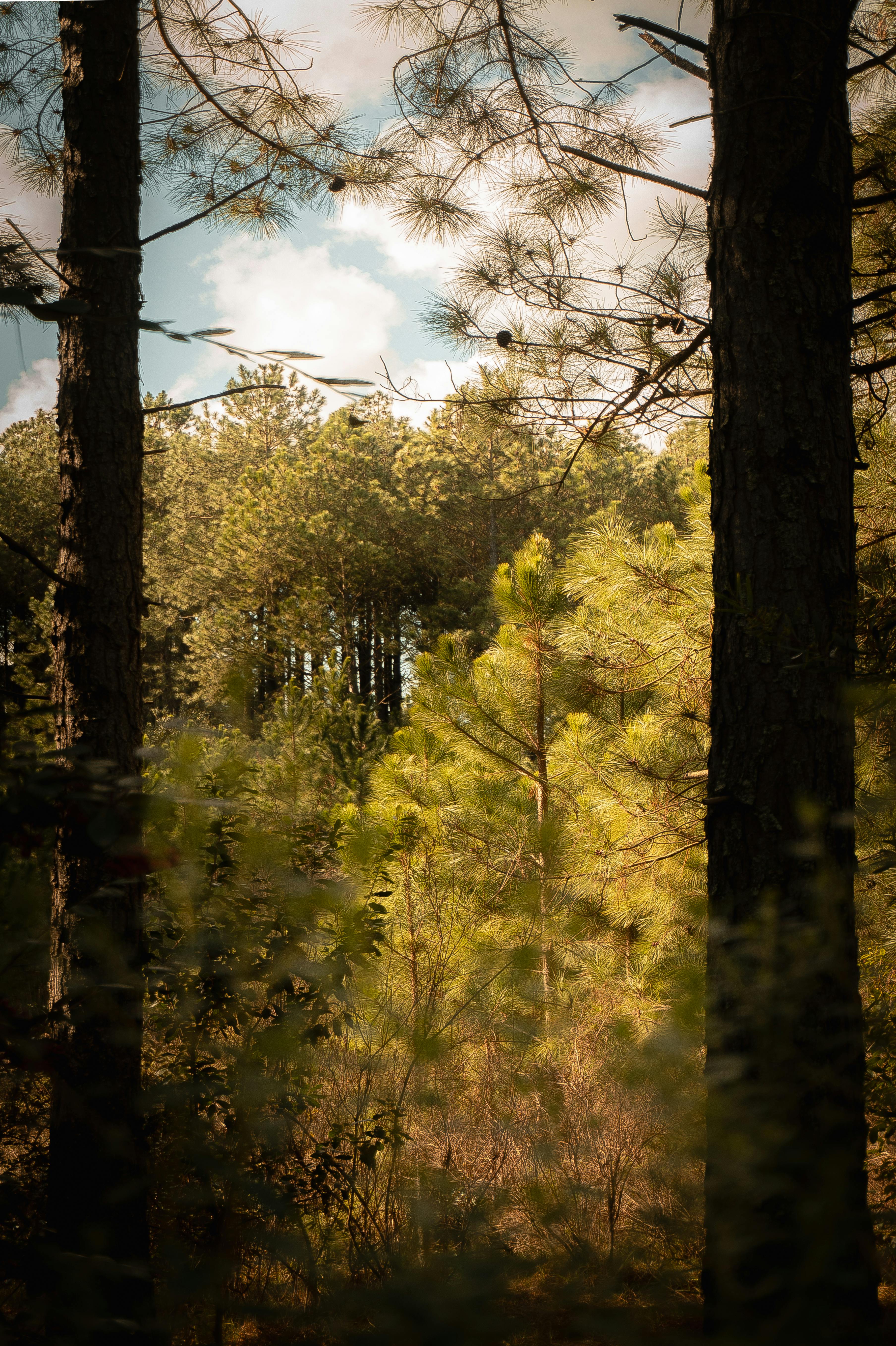 Exiting forest · Free Stock Photo