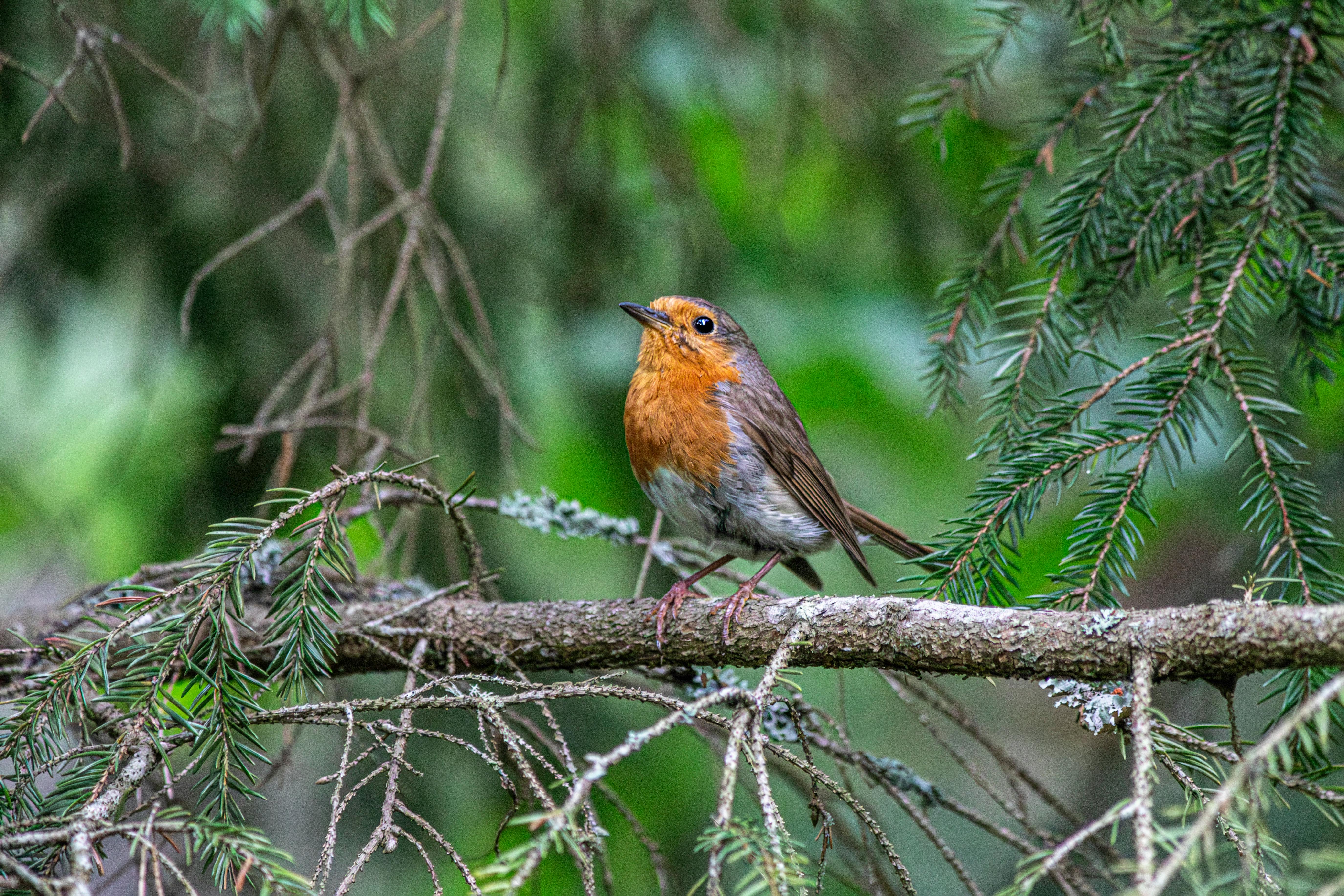Photo gratuite de amoureux de la nature, animal, arbre, aviaire ...