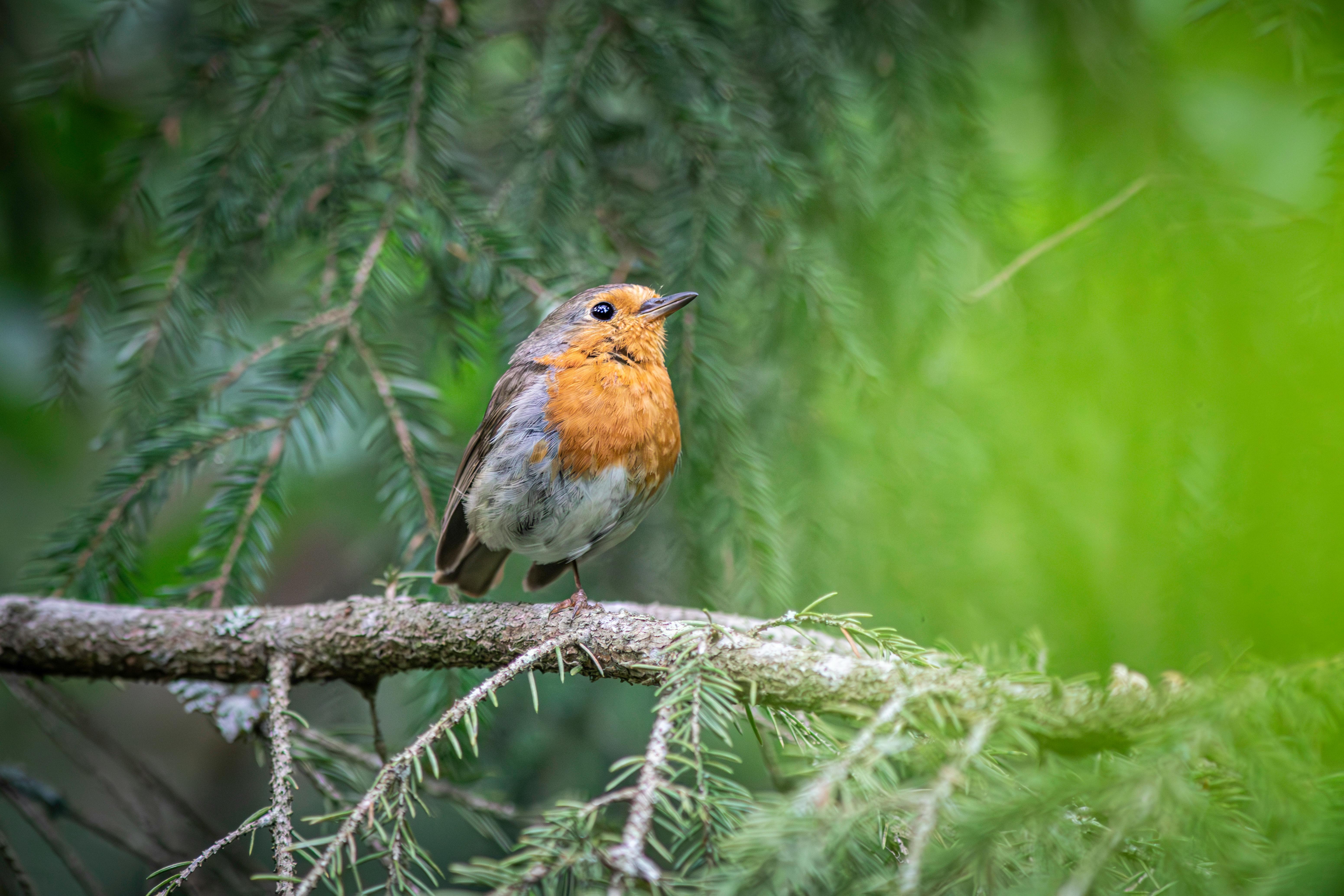 Close-up of Bird Perching on Plant · Free Stock Photo