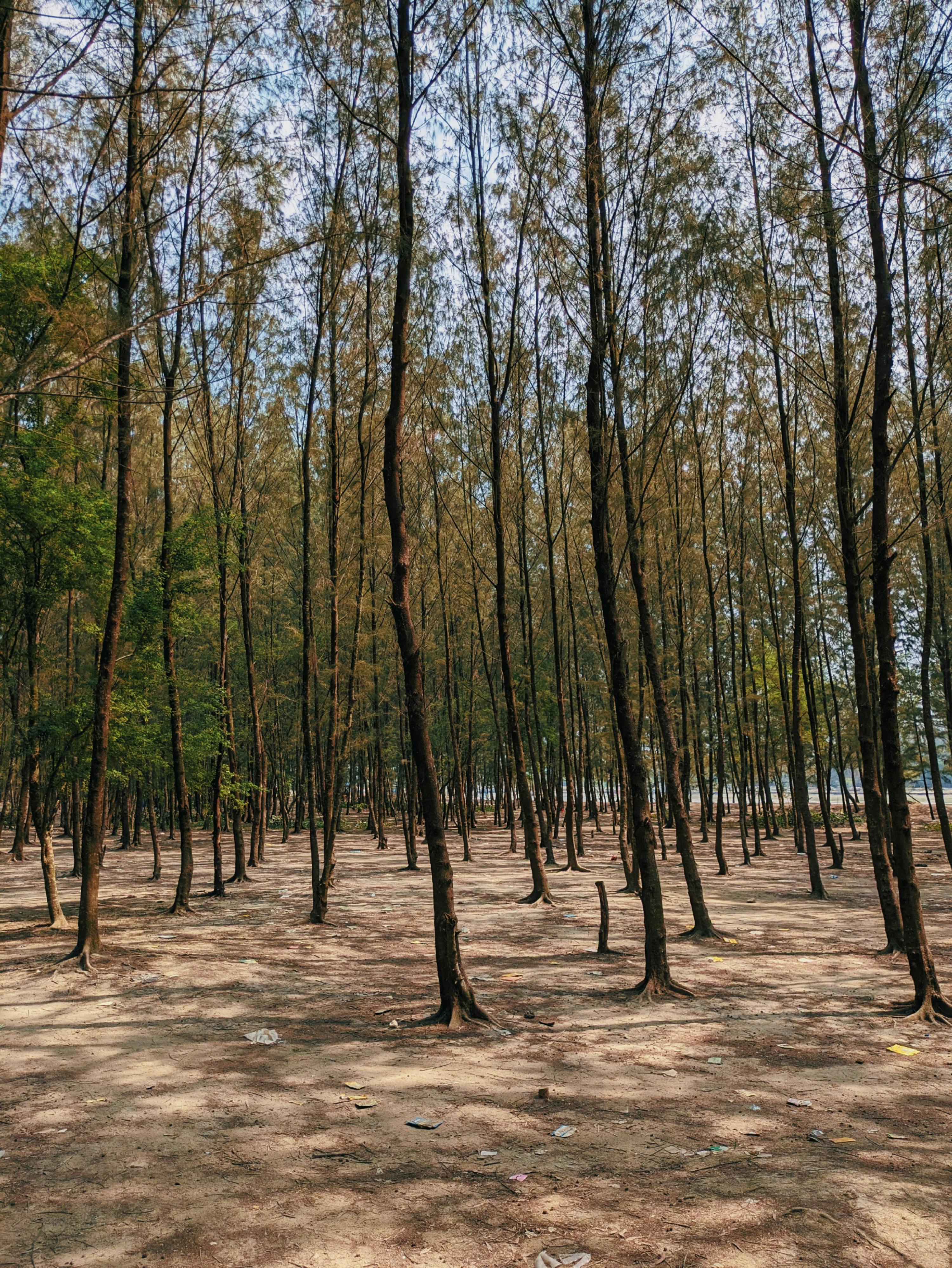 Tall Skinny Trees in Park · Free Stock Photo
