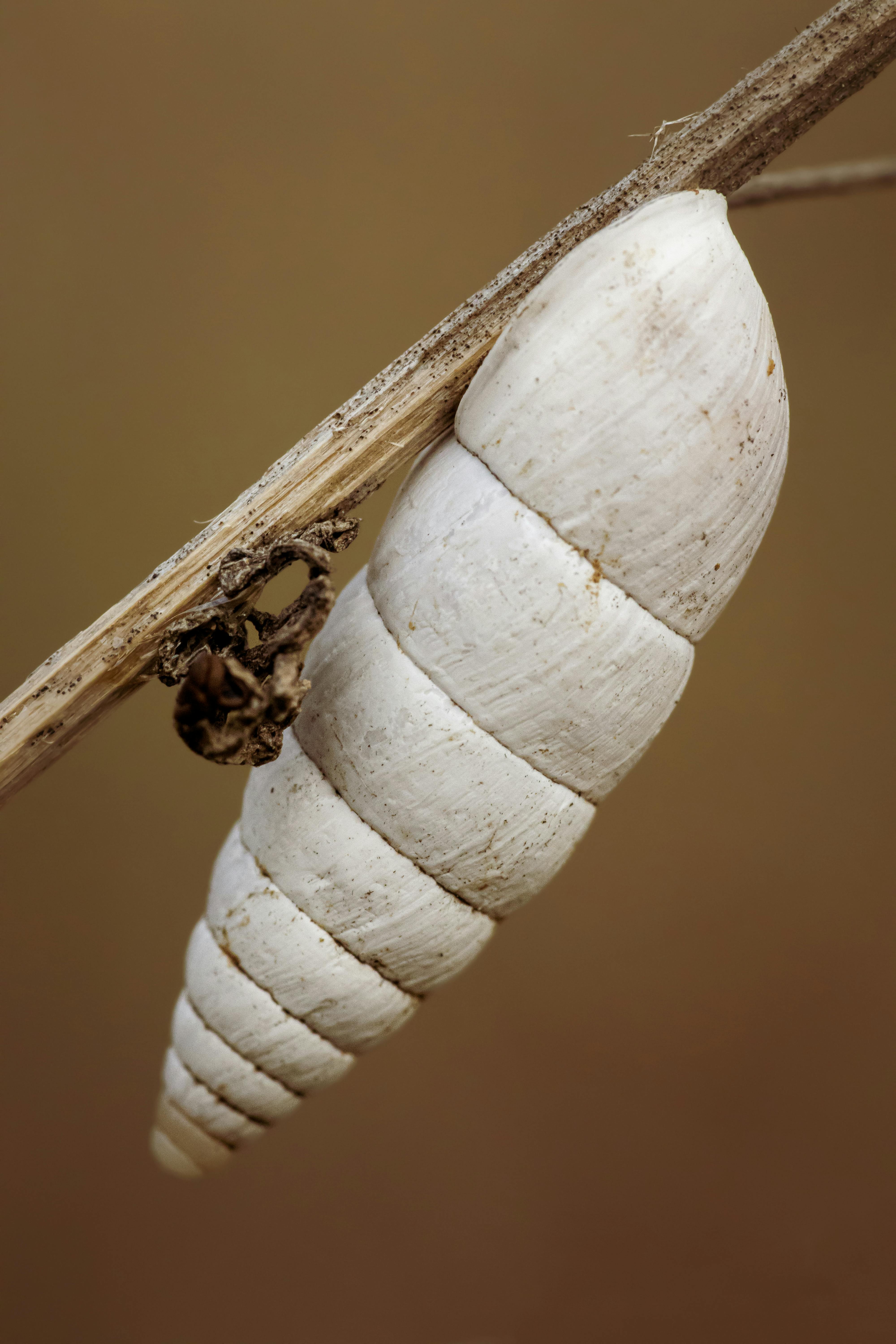 Spider on Cocoon on Branch · Free Stock Photo