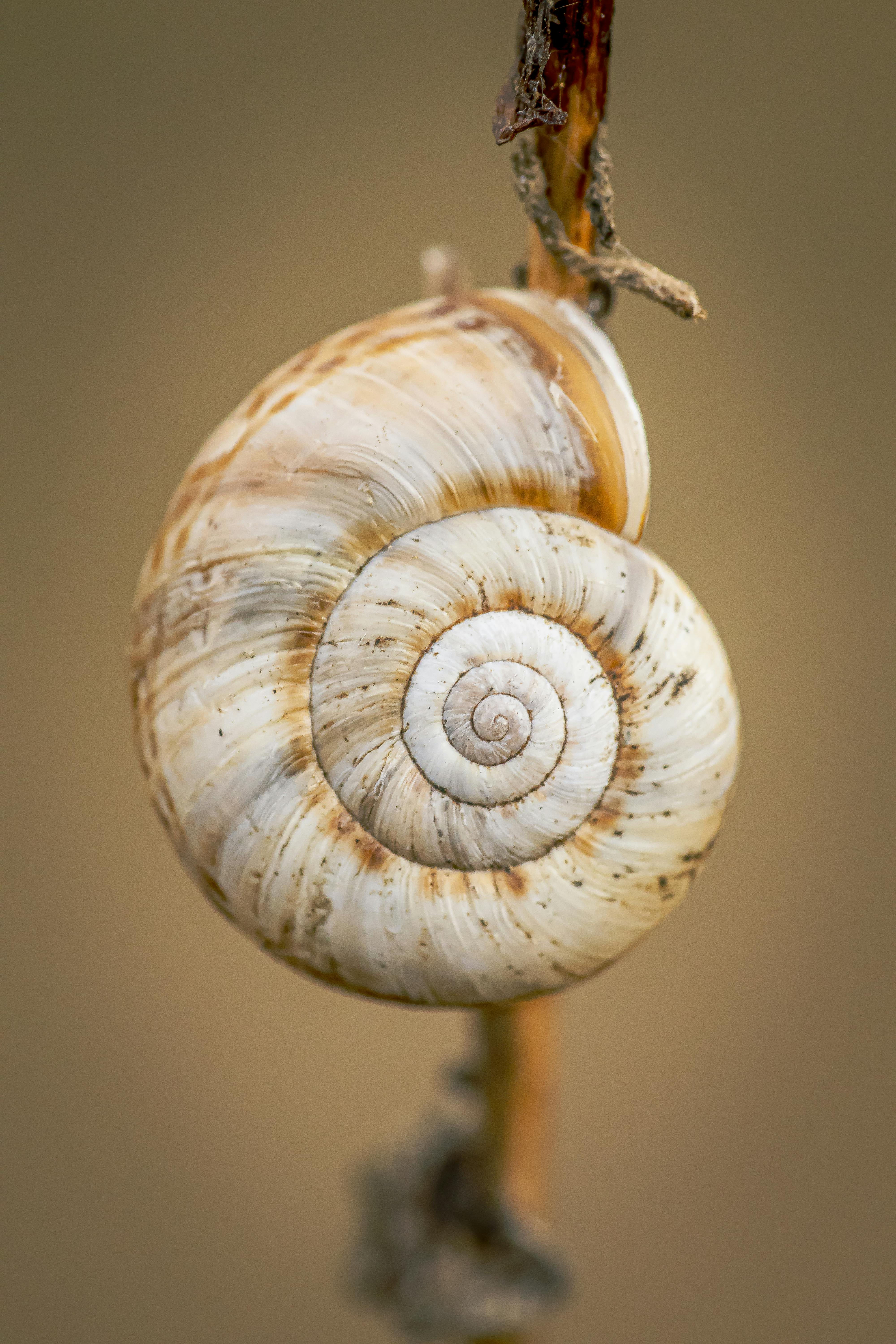 Shell of Snail · Free Stock Photo