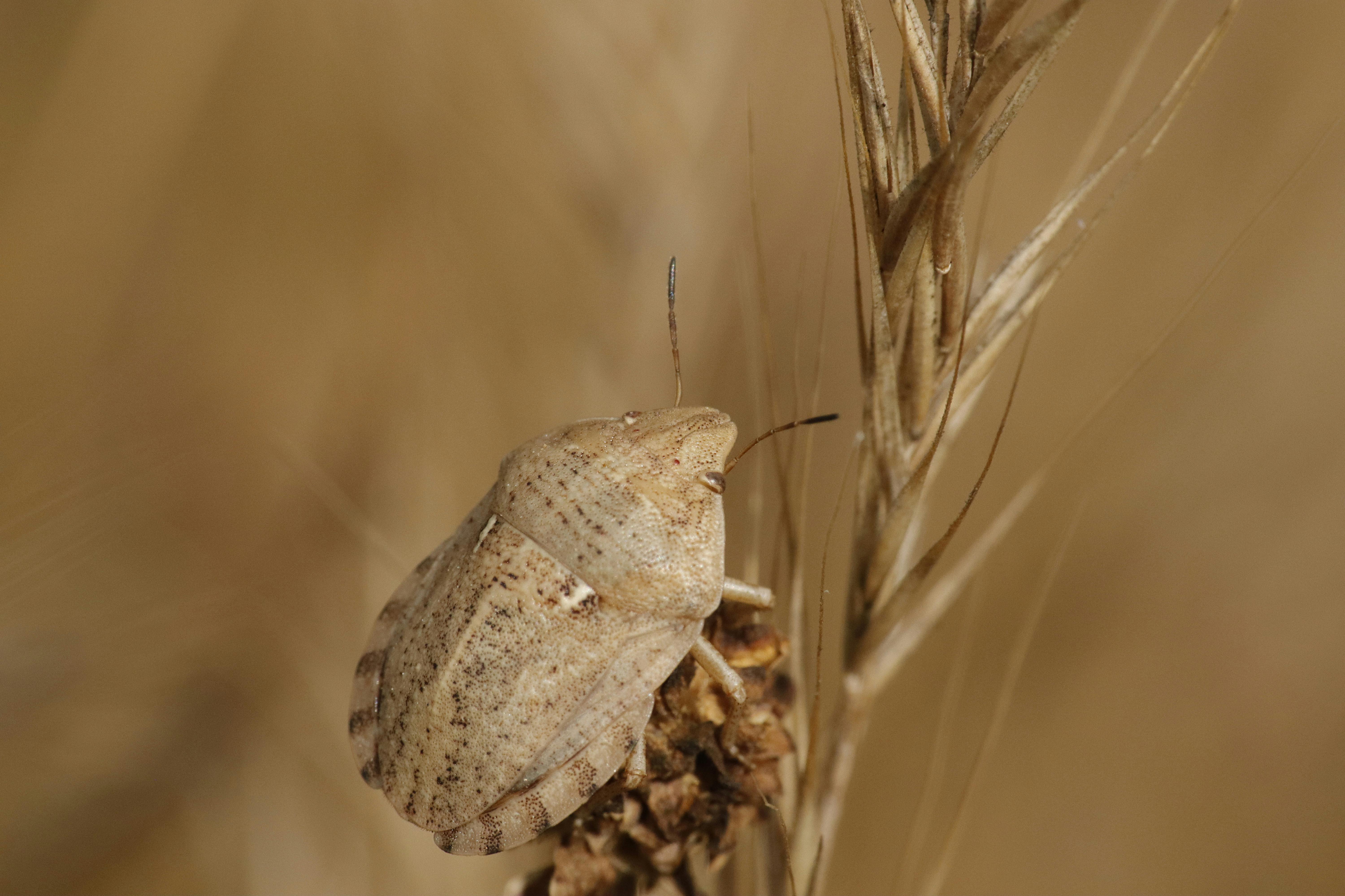 Jewel Bug on Plant · Free Stock Photo