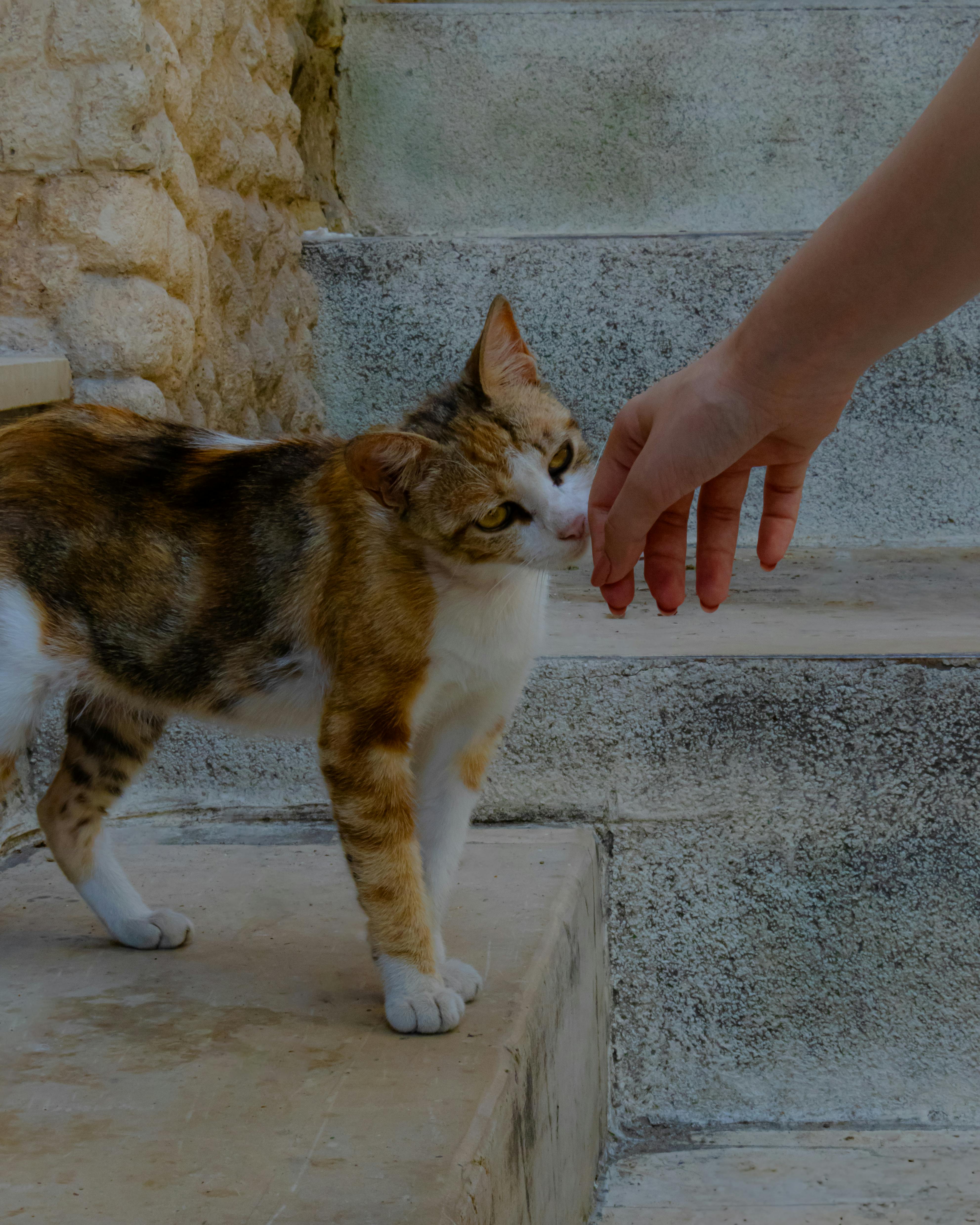 Cat Human Interaction Photos, Download The BEST Free Cat Human ...