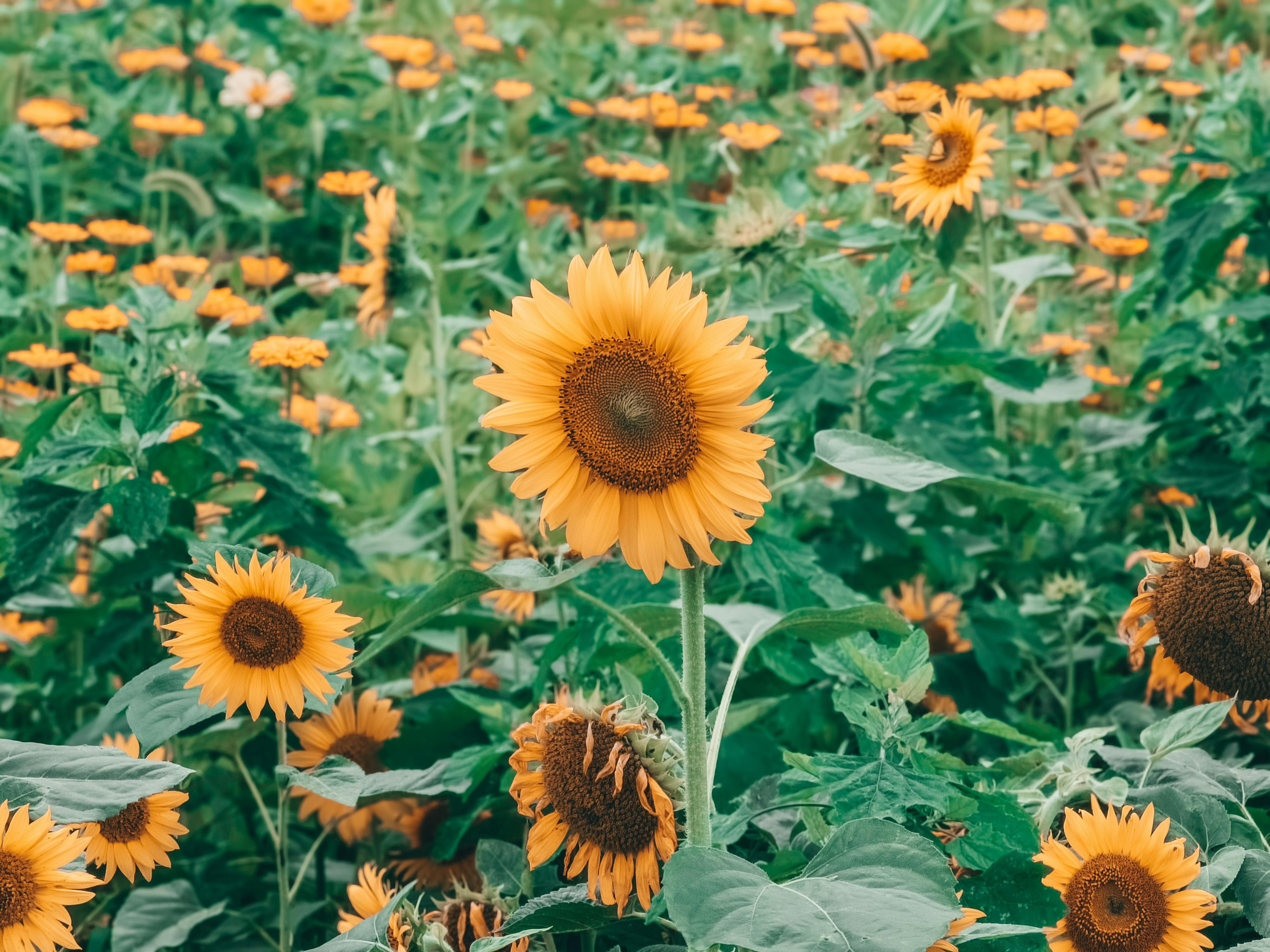 Foto de stock gratuita sobre agricultura, al aire libre, amarillo, belleza natural, botánica ...