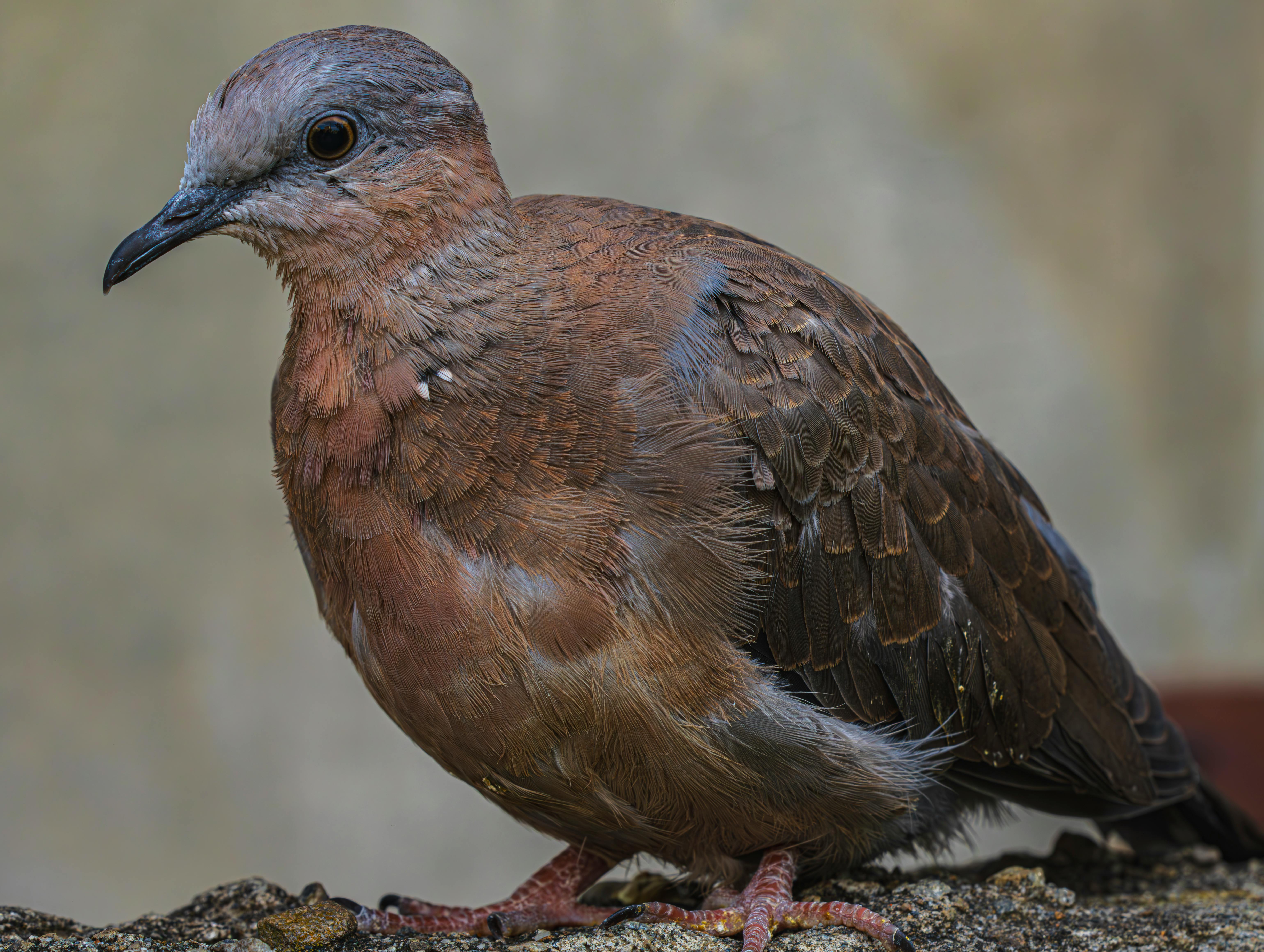 Lemon Dove Bird · Free Stock Photo