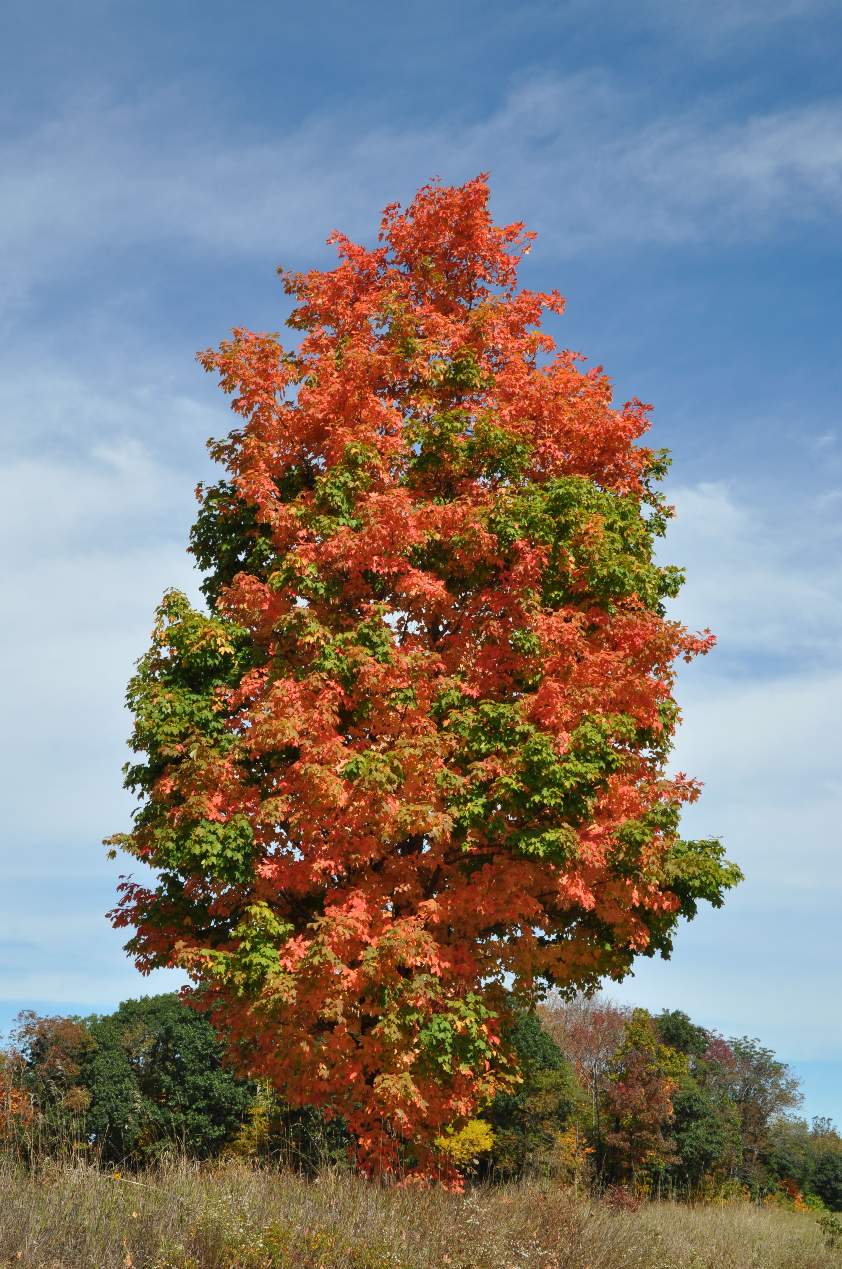 Fall Tablo Photos, Download The BEST Free Fall Tablo Stock Photos & HD ...