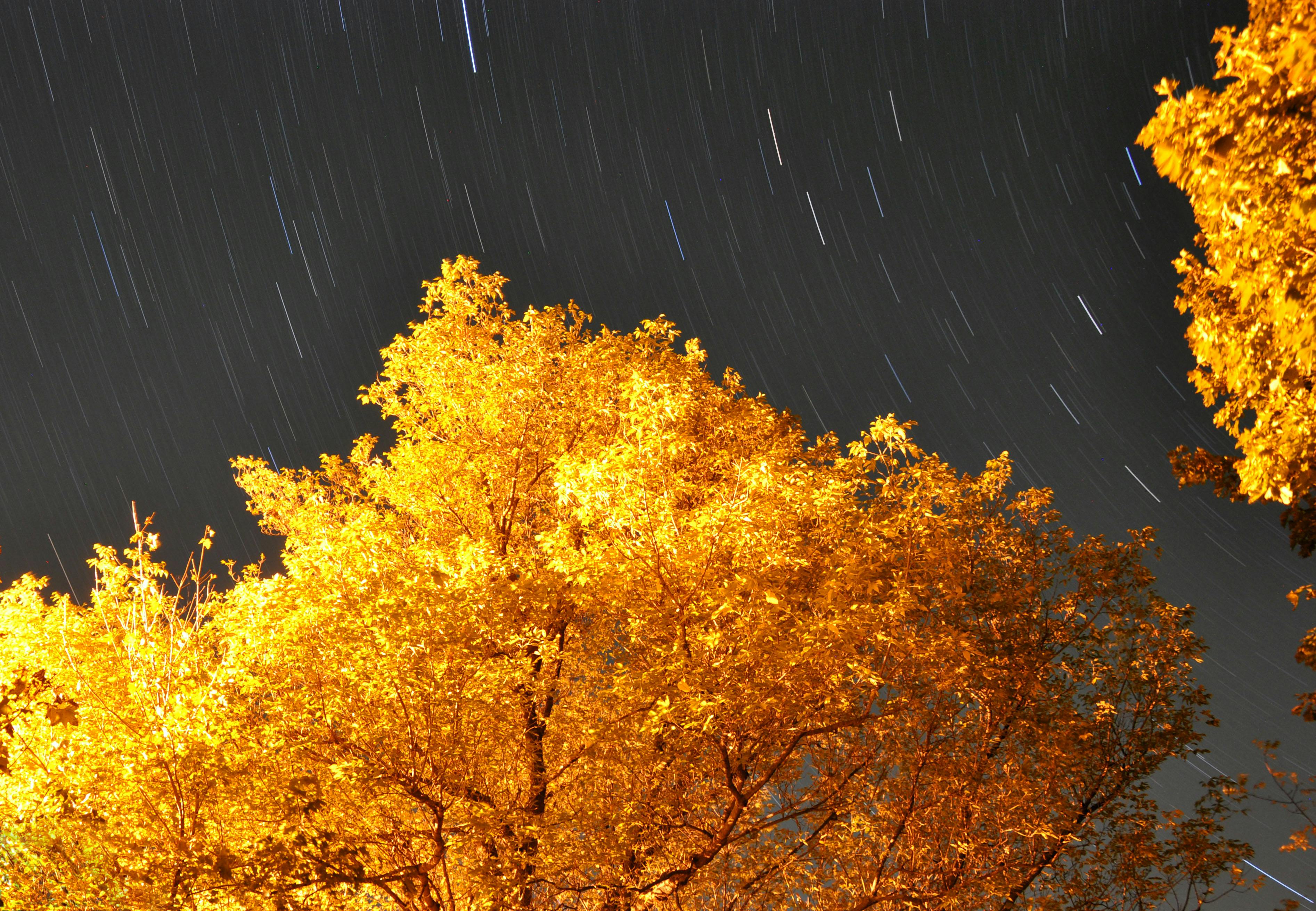 Autumn Trees at Night · Free Stock Photo