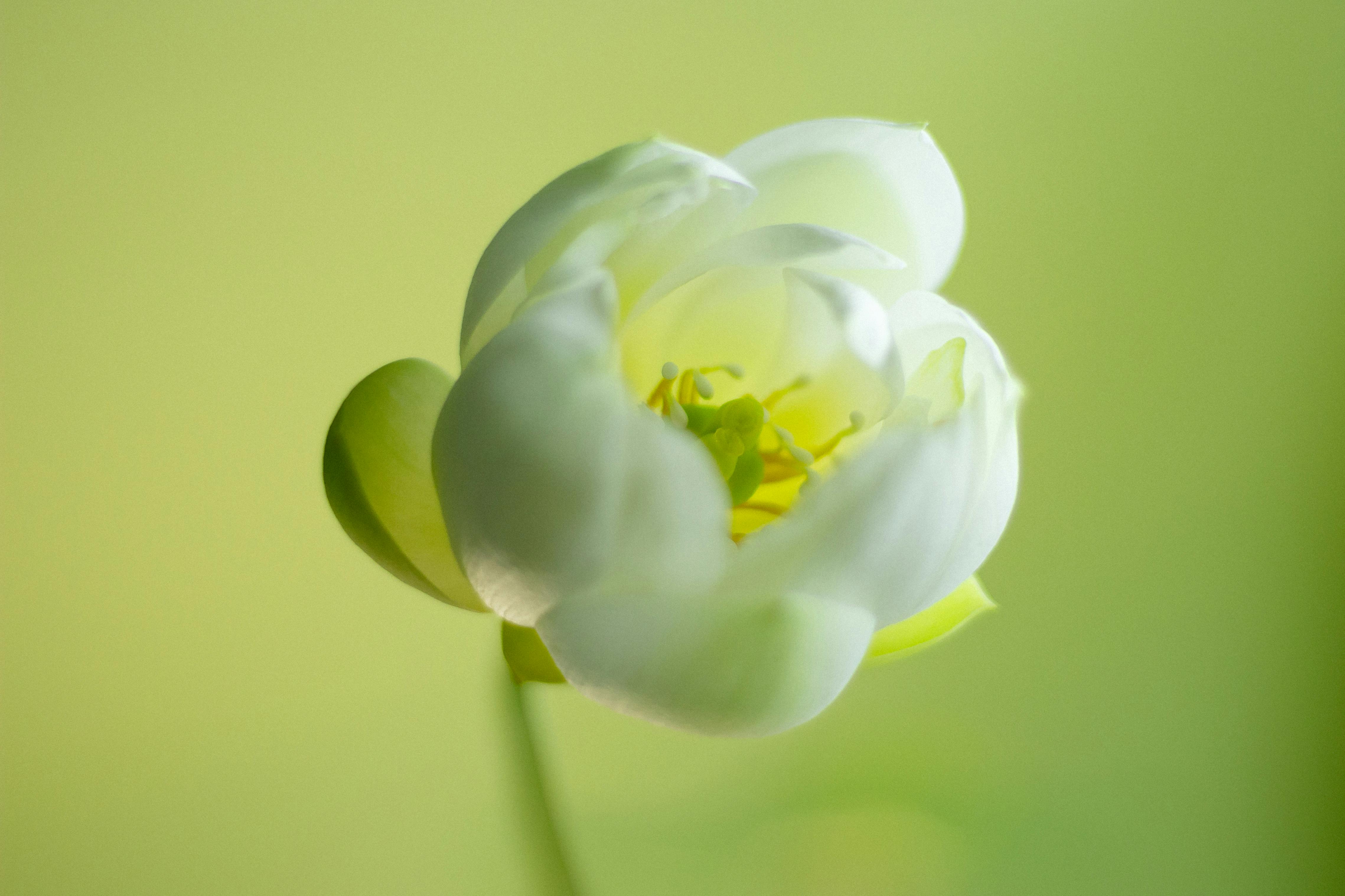 Foto stok gratis tentang alam, anggun, berbunga, botani, bunga, cahaya ...