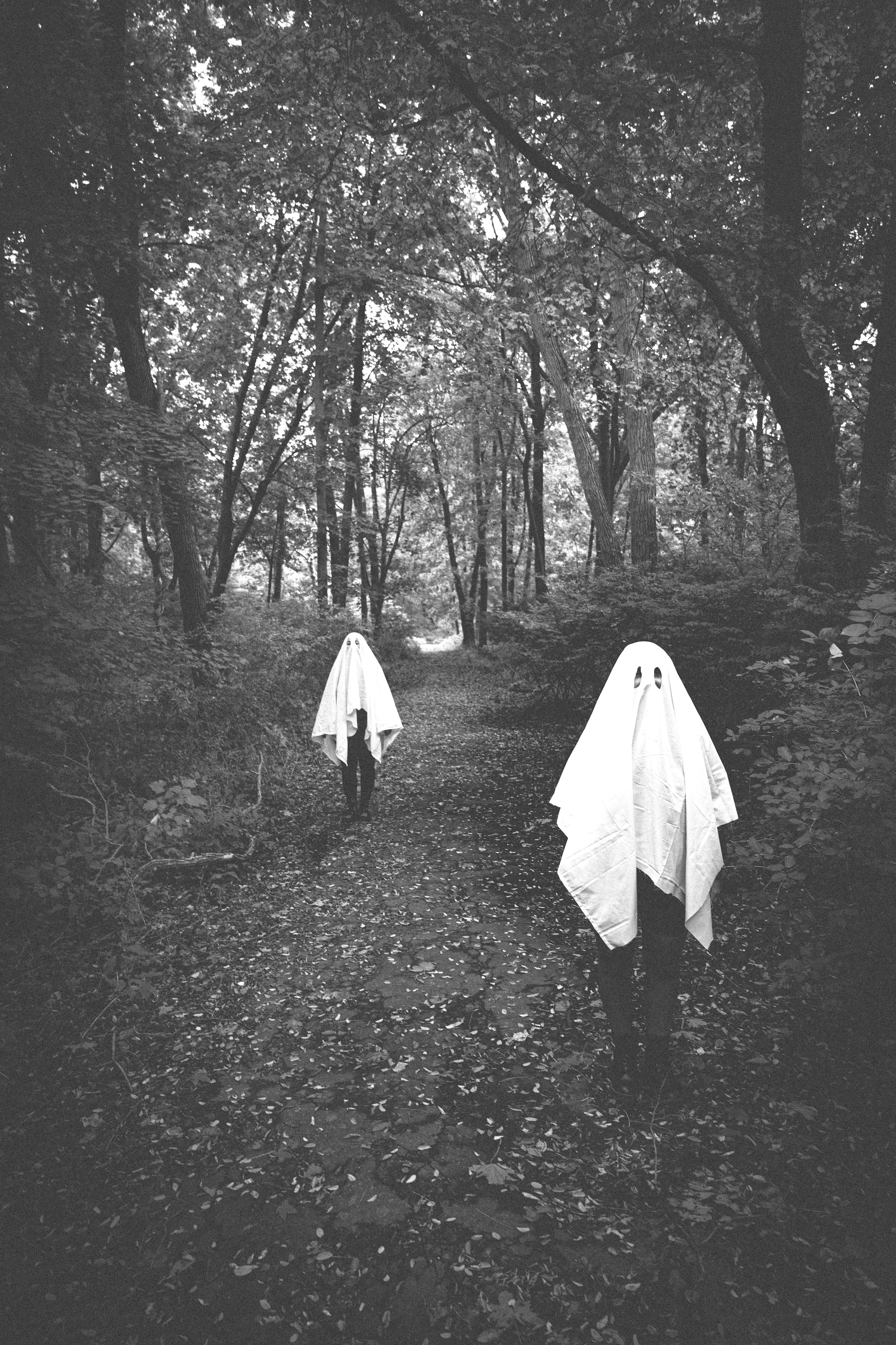 Ghosts Haunting the Forest Road · Free Stock Photo
