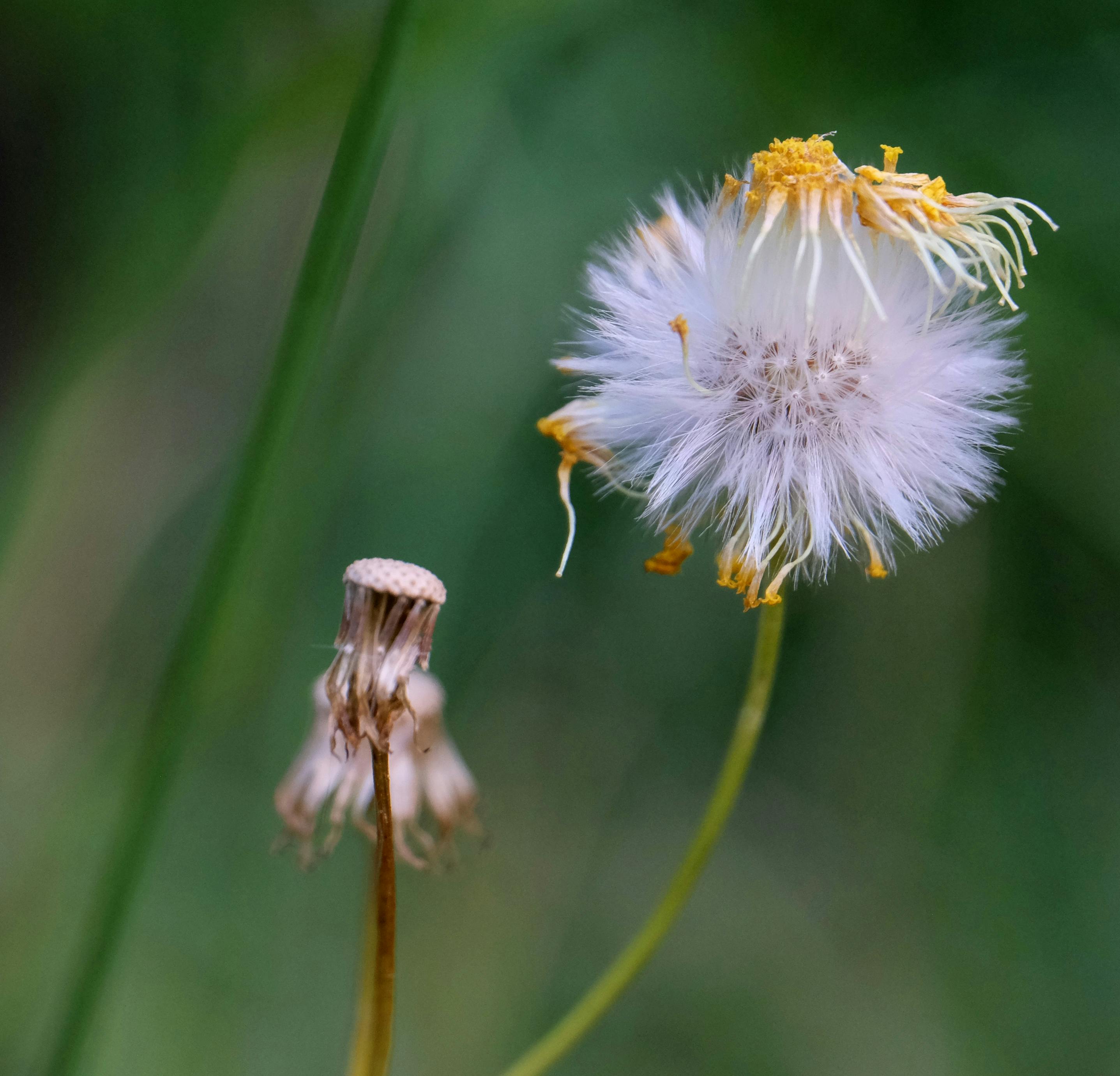 Dandelion Macro Photography · Free Stock Photo