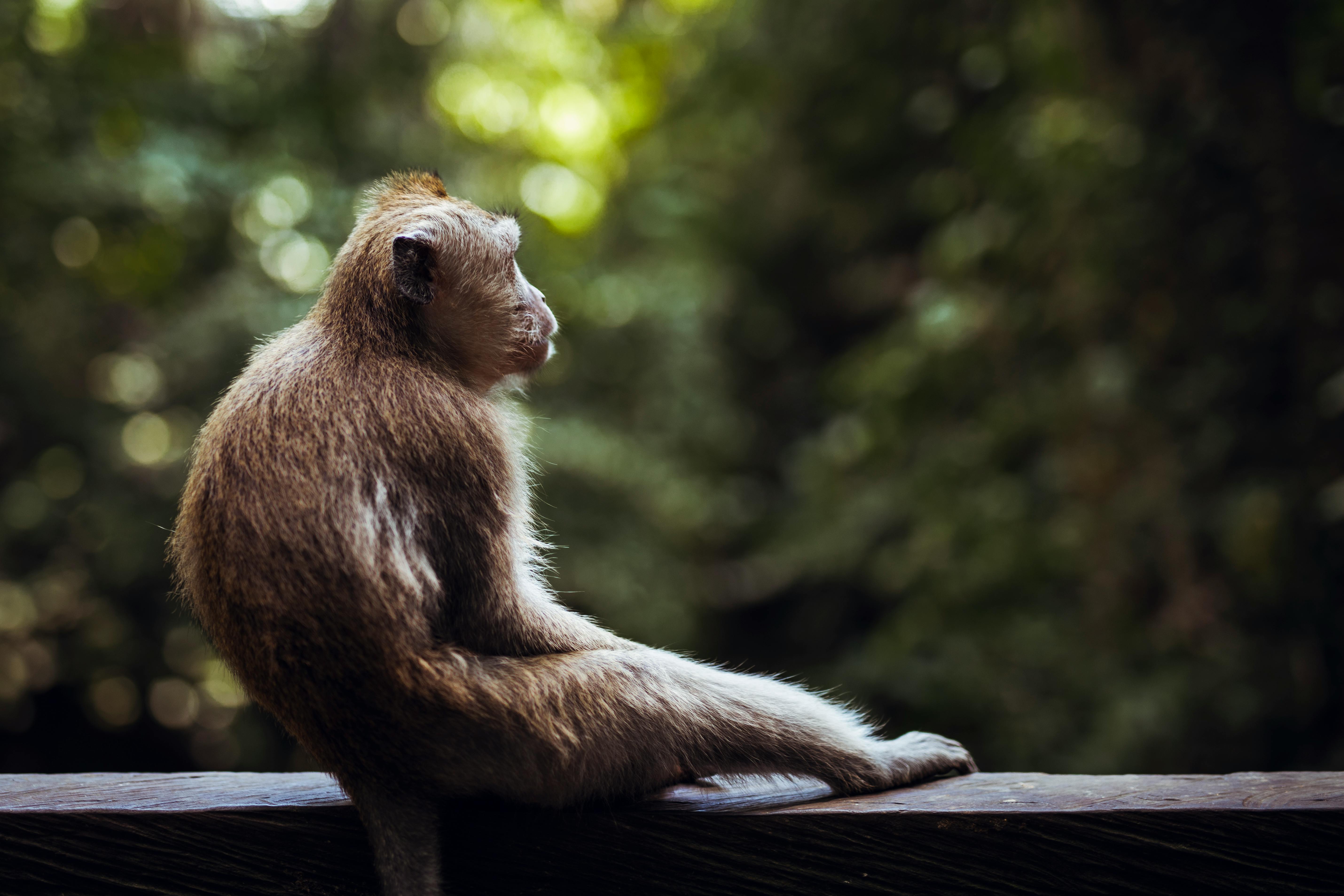 Kostenloses Foto zum Thema: affe, bali, indonesien