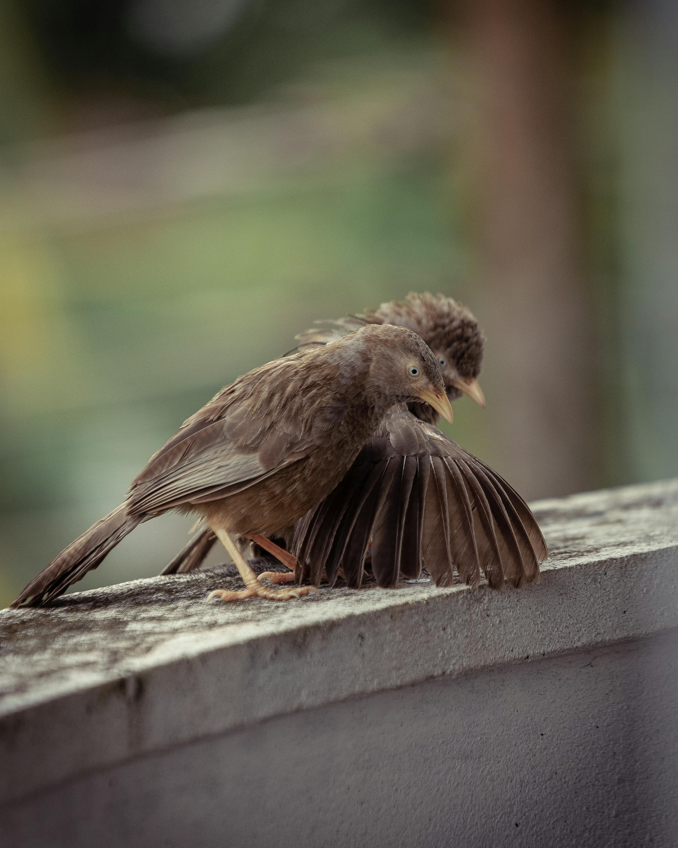 Yellow-billed Babbler Birds on Wall · Free Stock Photo