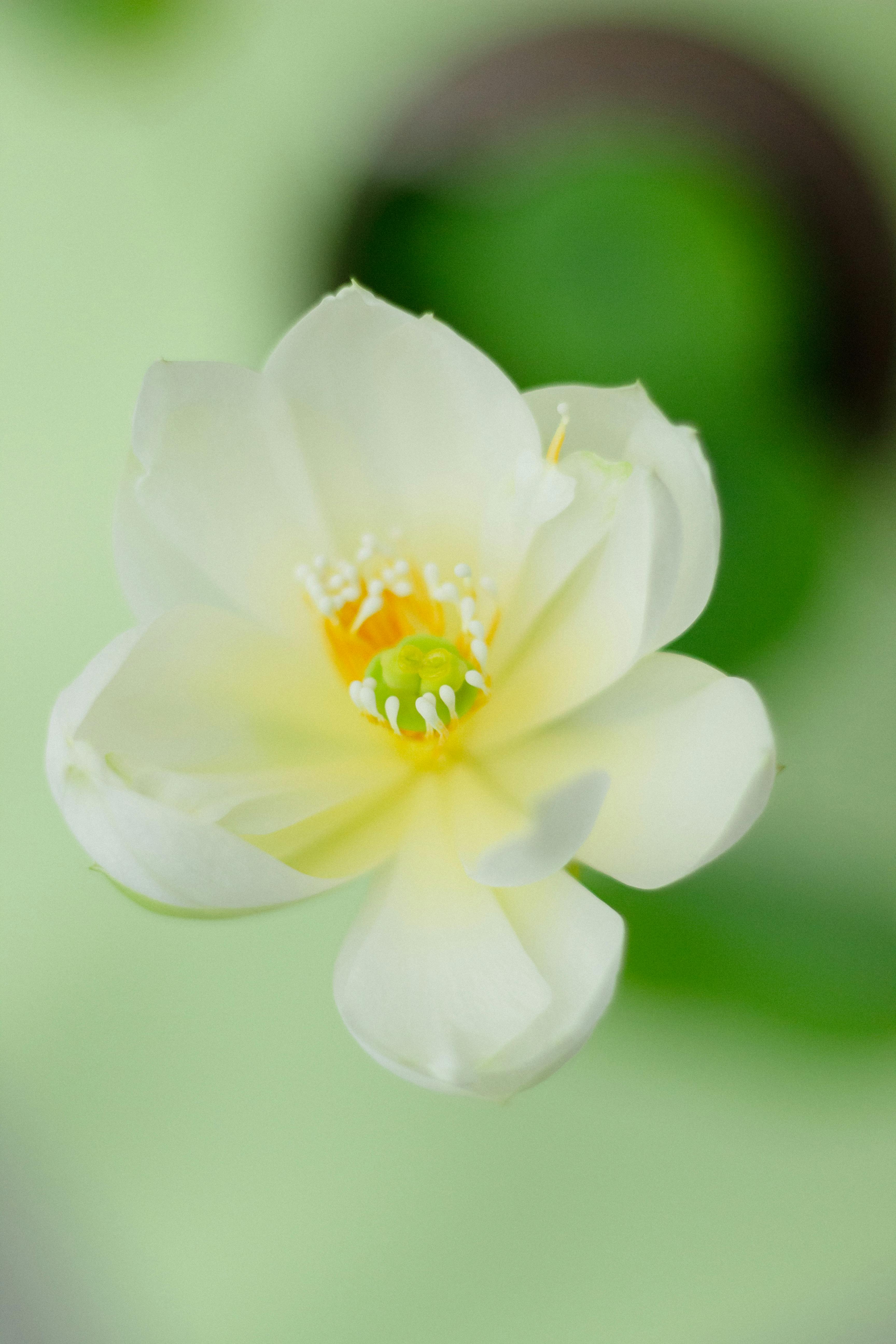 White Flower Buds · Free Stock Photo