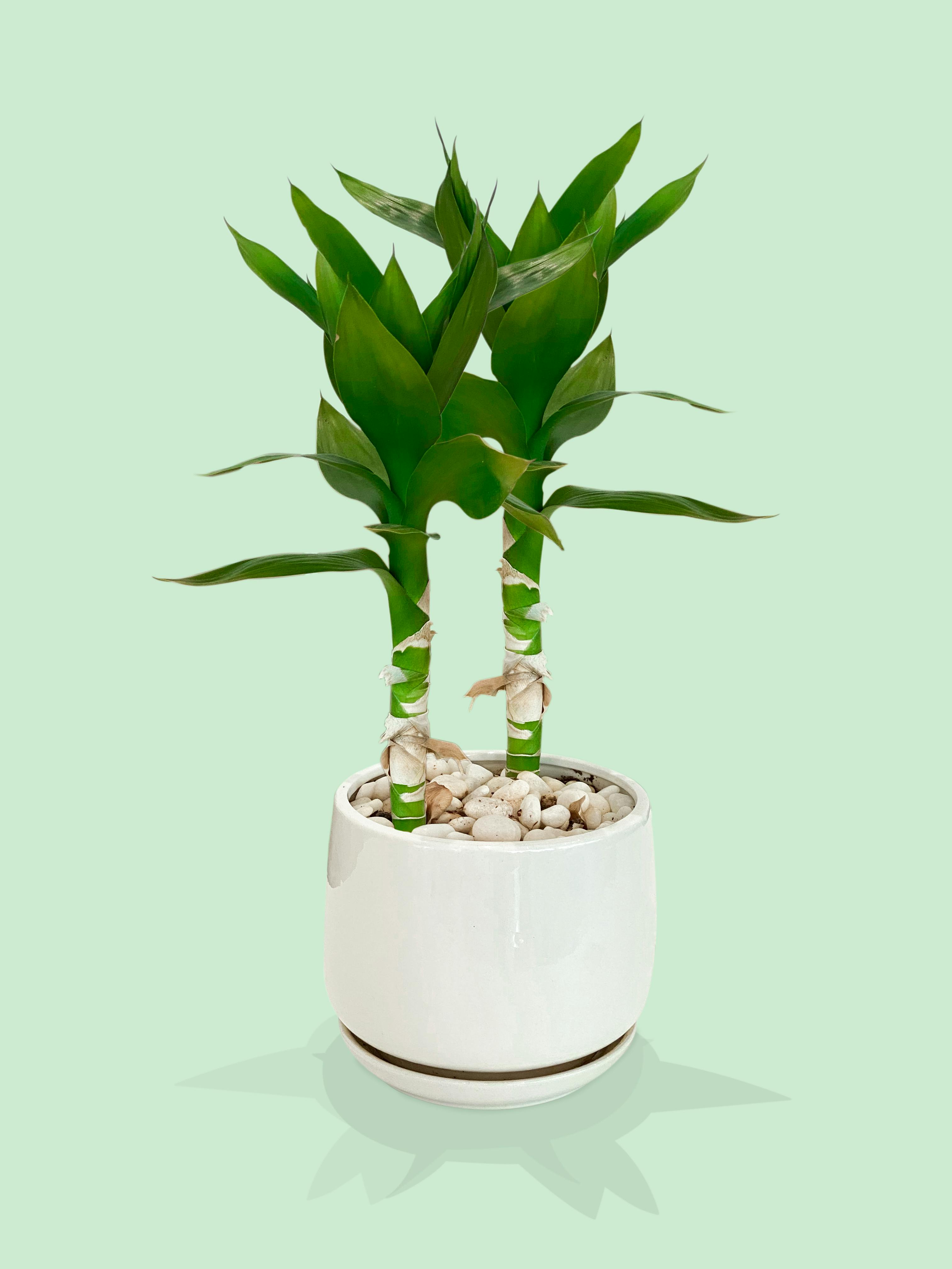 A potted plant with two small bamboo plants · Free Stock Photo
