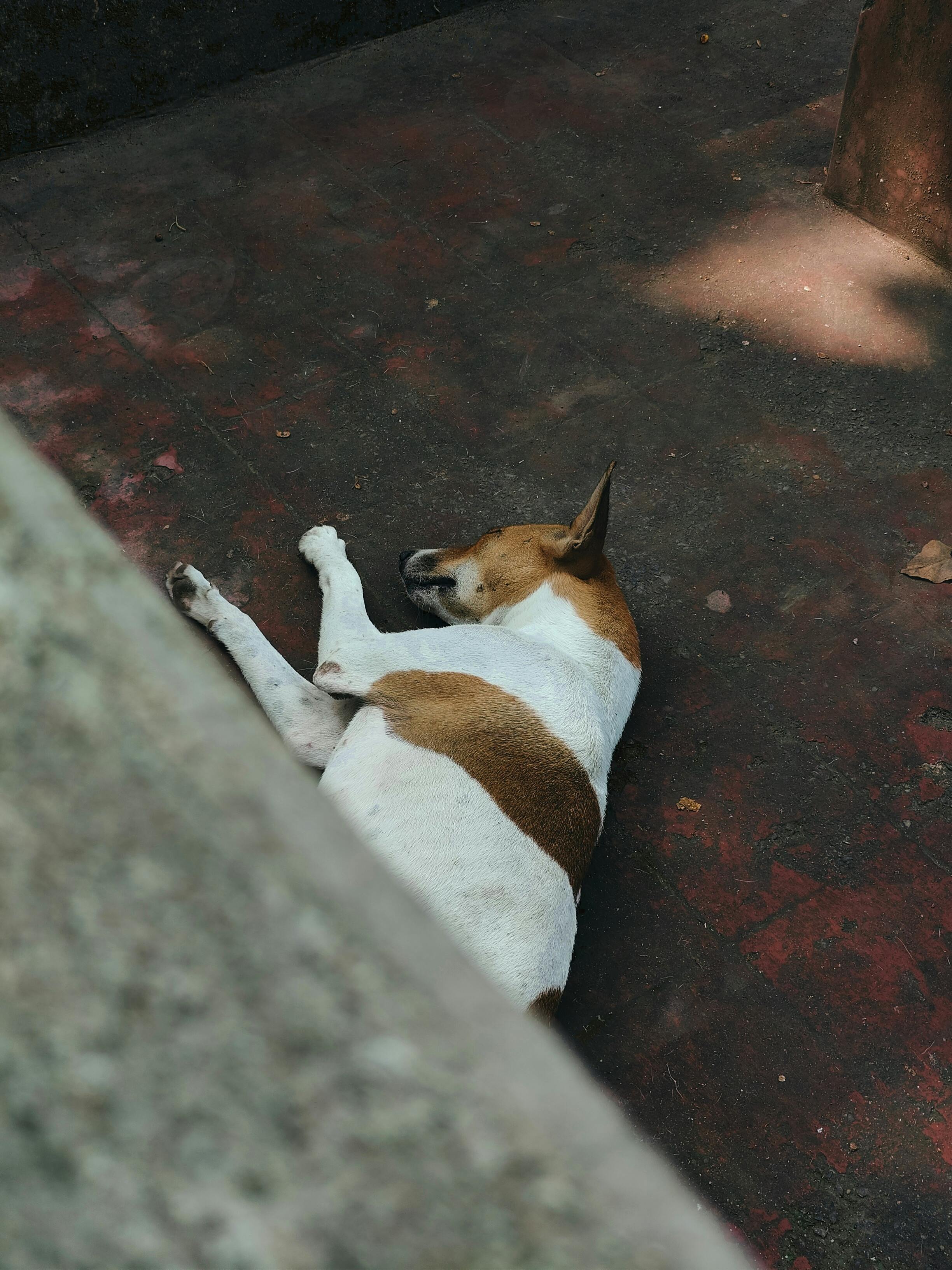 who let the dog out · Free Stock Photo