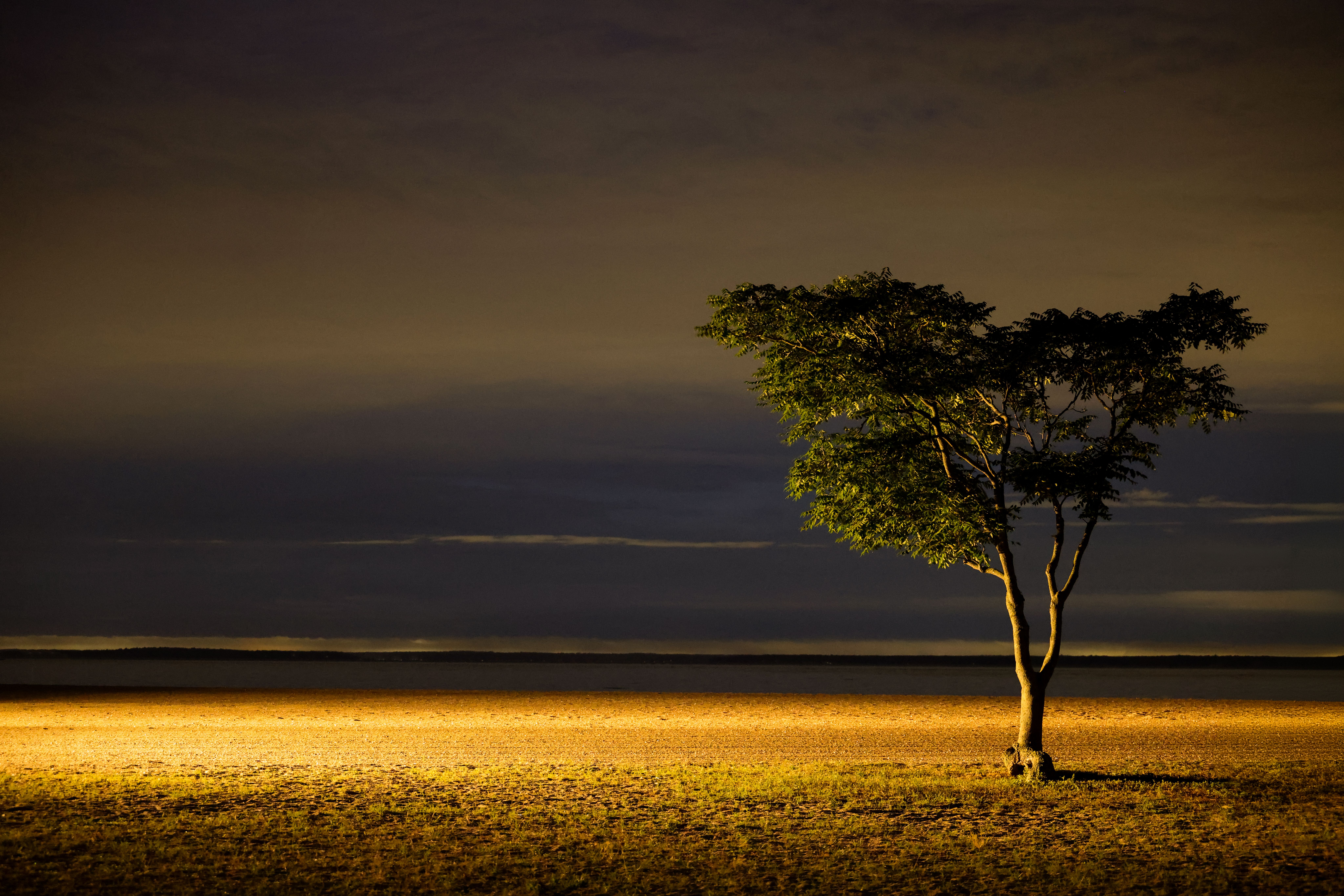 Single Tree on Plains at Sunset · Free Stock Photo