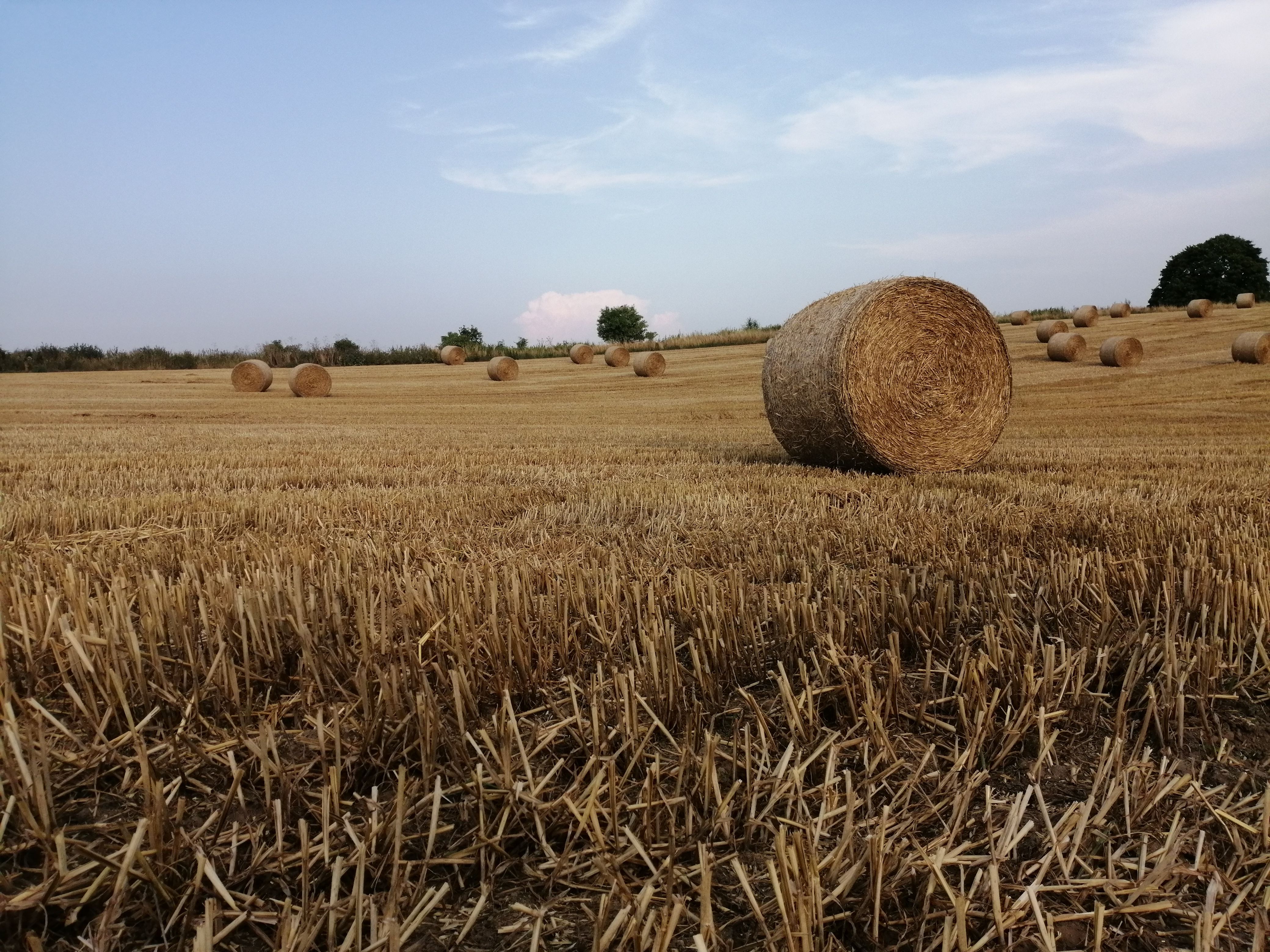 Bails of Hay in a Field · Free Stock Photo