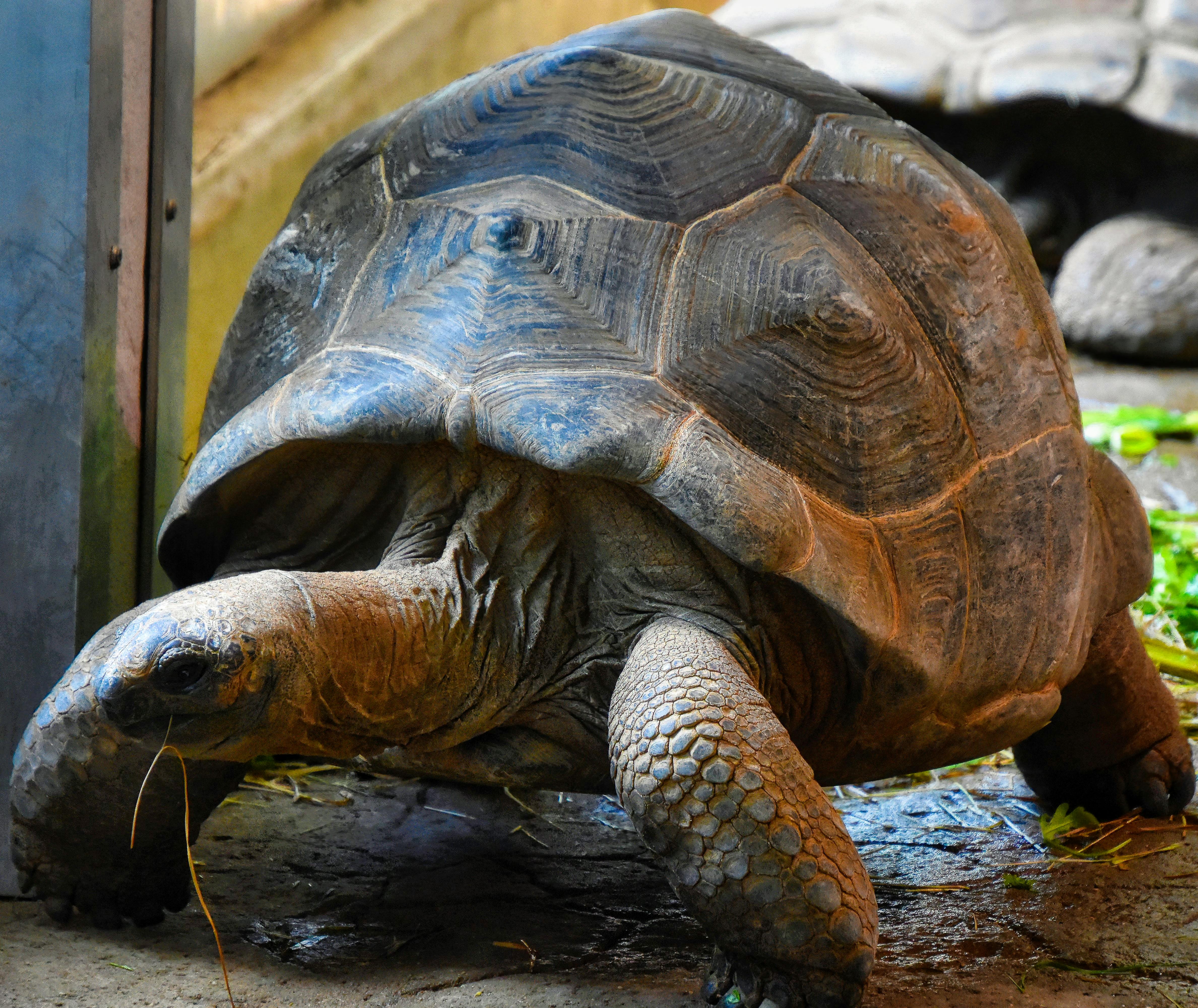 giant tortoise · Free Stock Photo