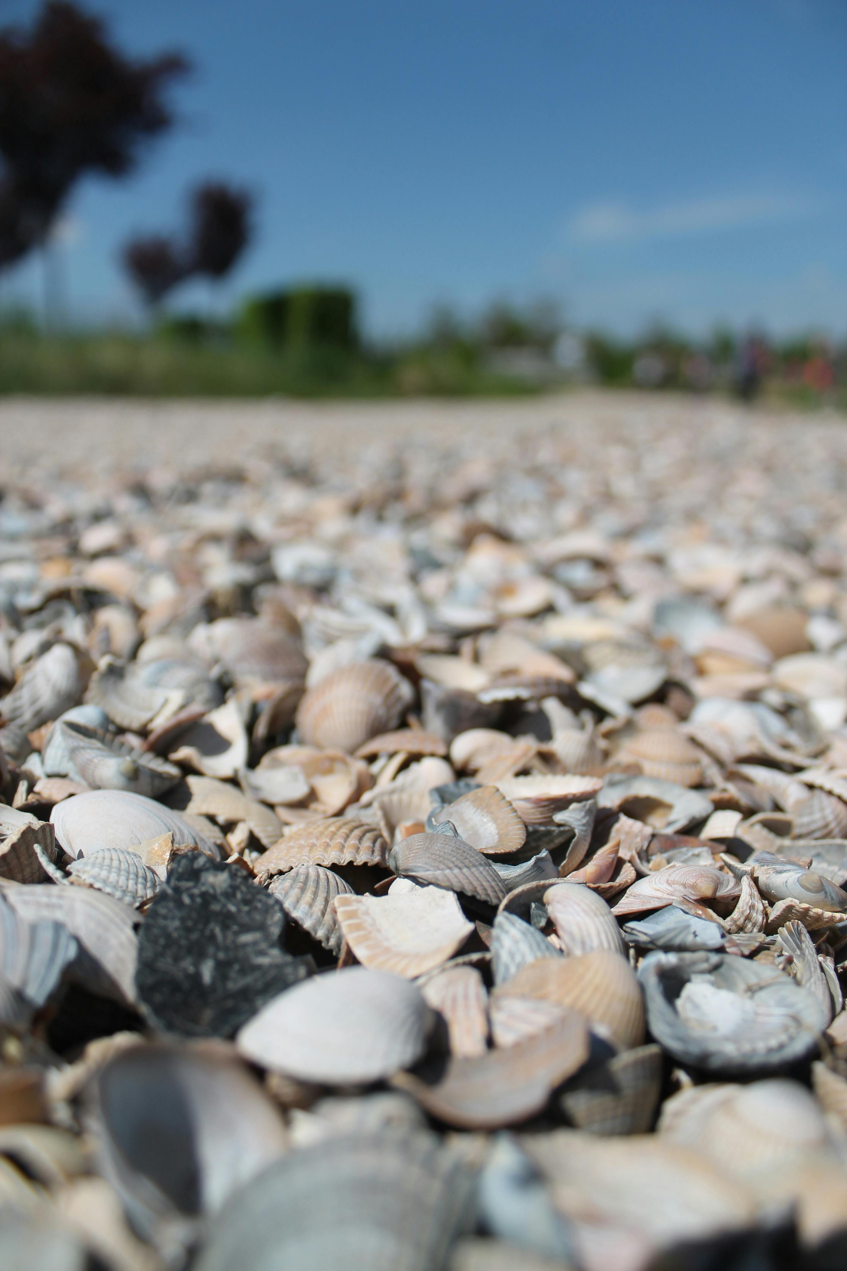 Beach With Shells Photos, Download The BEST Free Beach With Shells ...