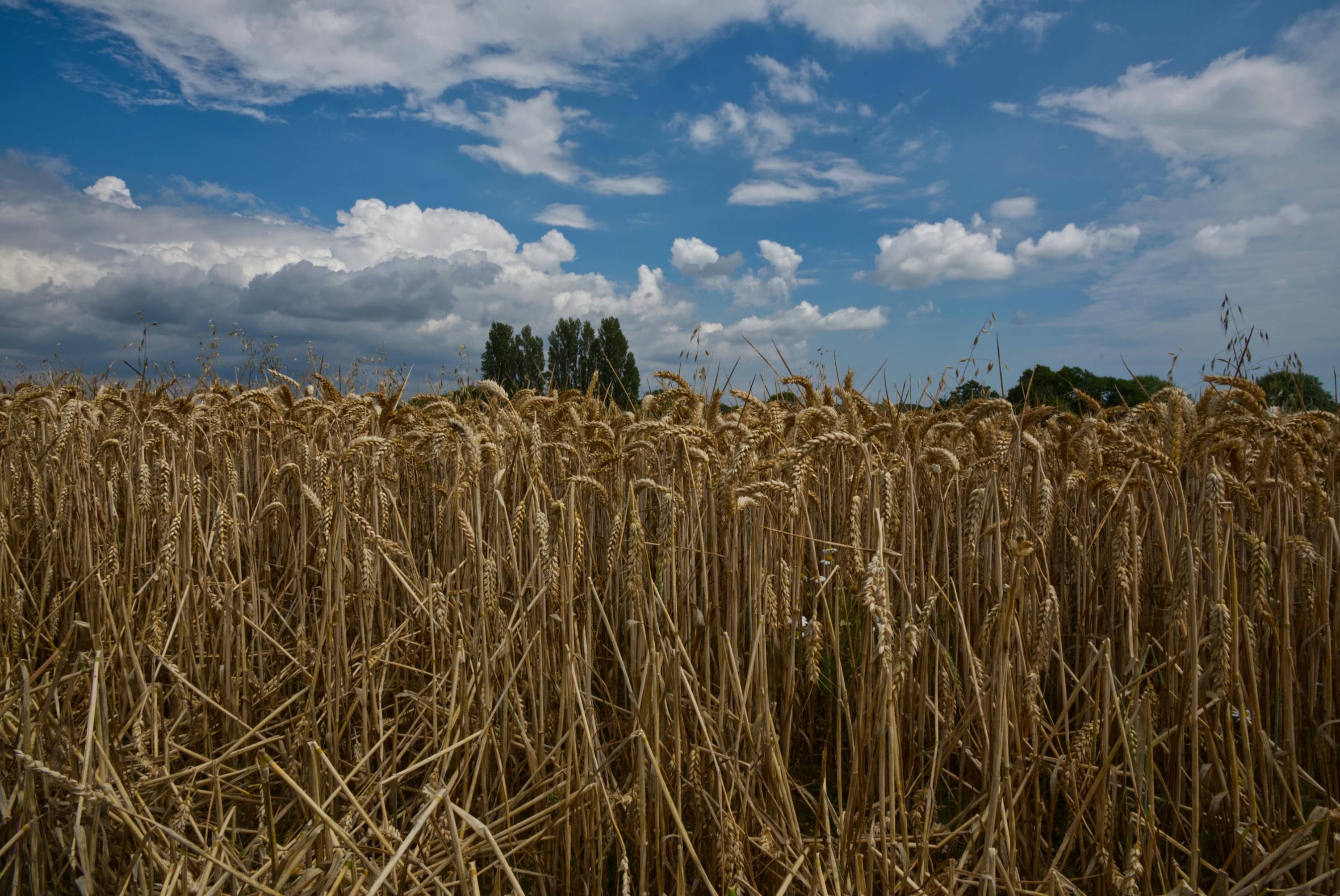 Cropland Field with Ripe Wheat · Free Stock Photo