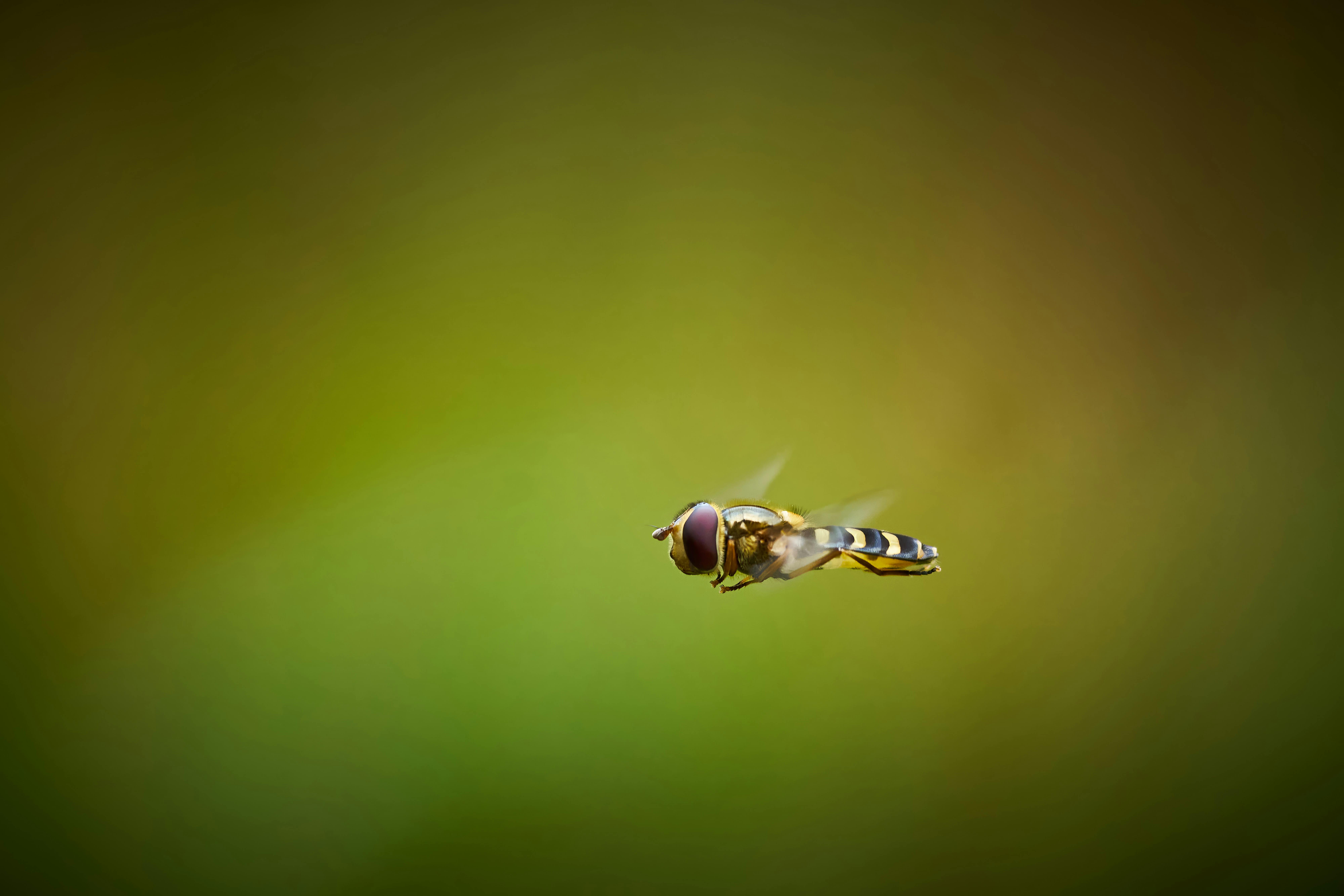 An Insect Flying · Free Stock Photo