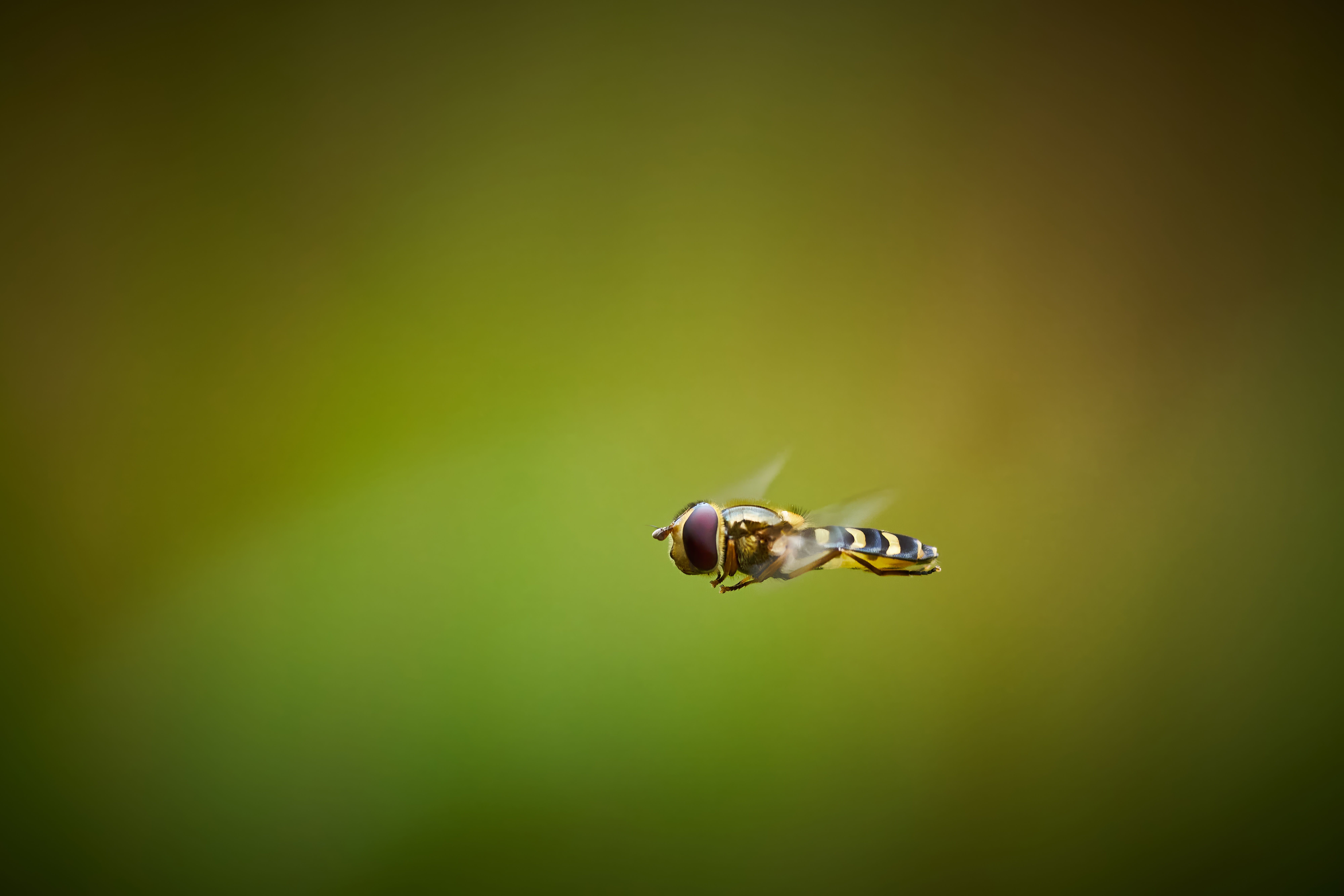 A small fly is flying through the air · Free Stock Photo
