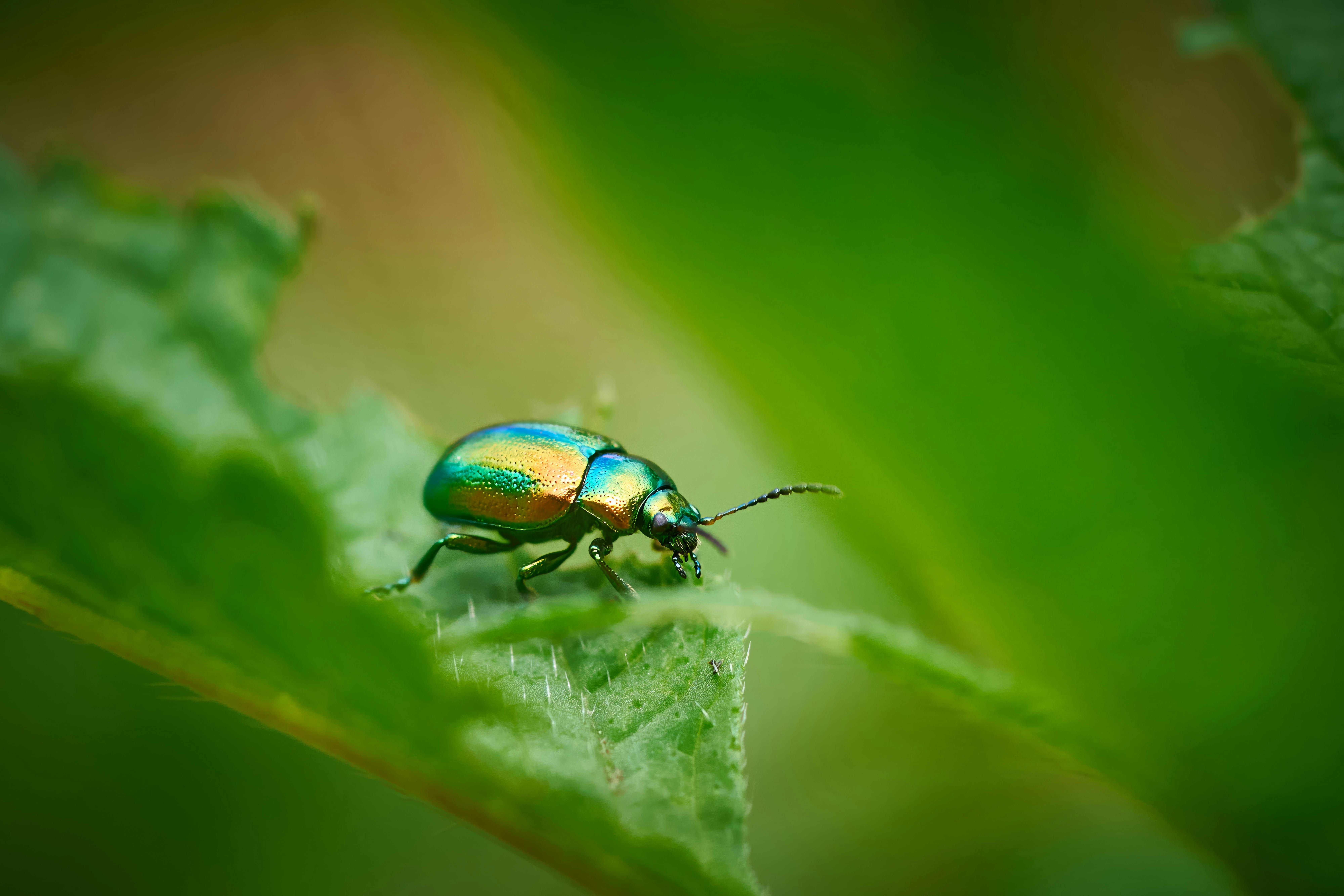 Cilekli Bug Photos, Download The BEST Free Cilekli Bug Stock Photos ...